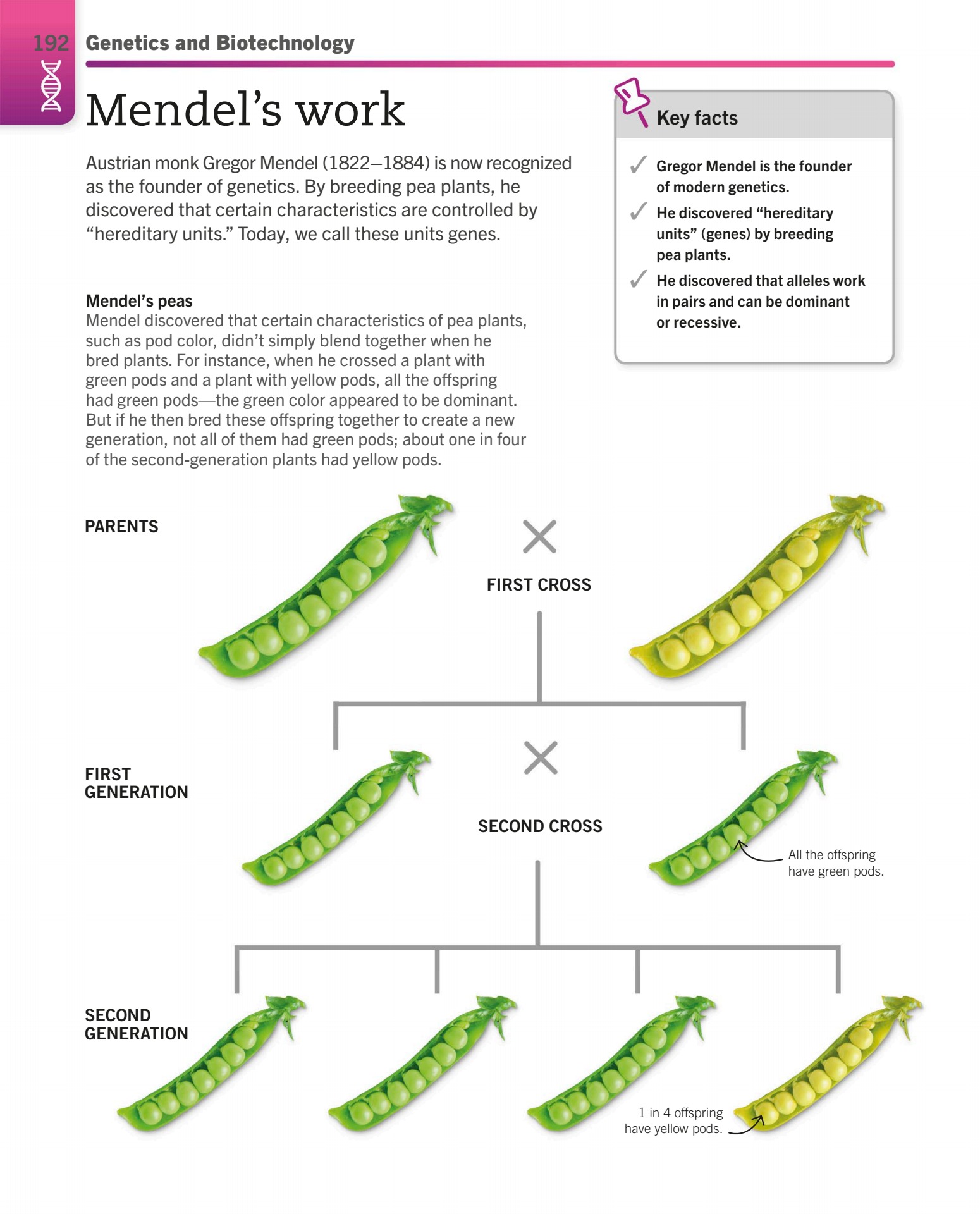 Super Simple Biology - The Virtual Library - Page 192 | Flip PDF Online ...