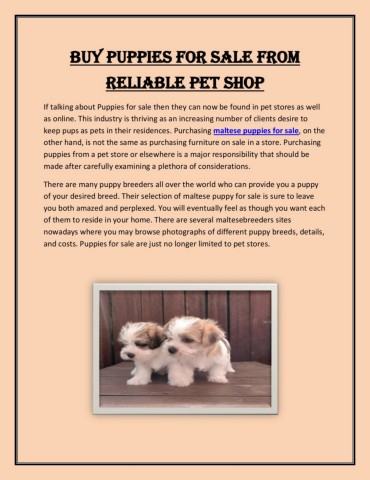 Buy Puppies for Sale from Reliable Pet Shop