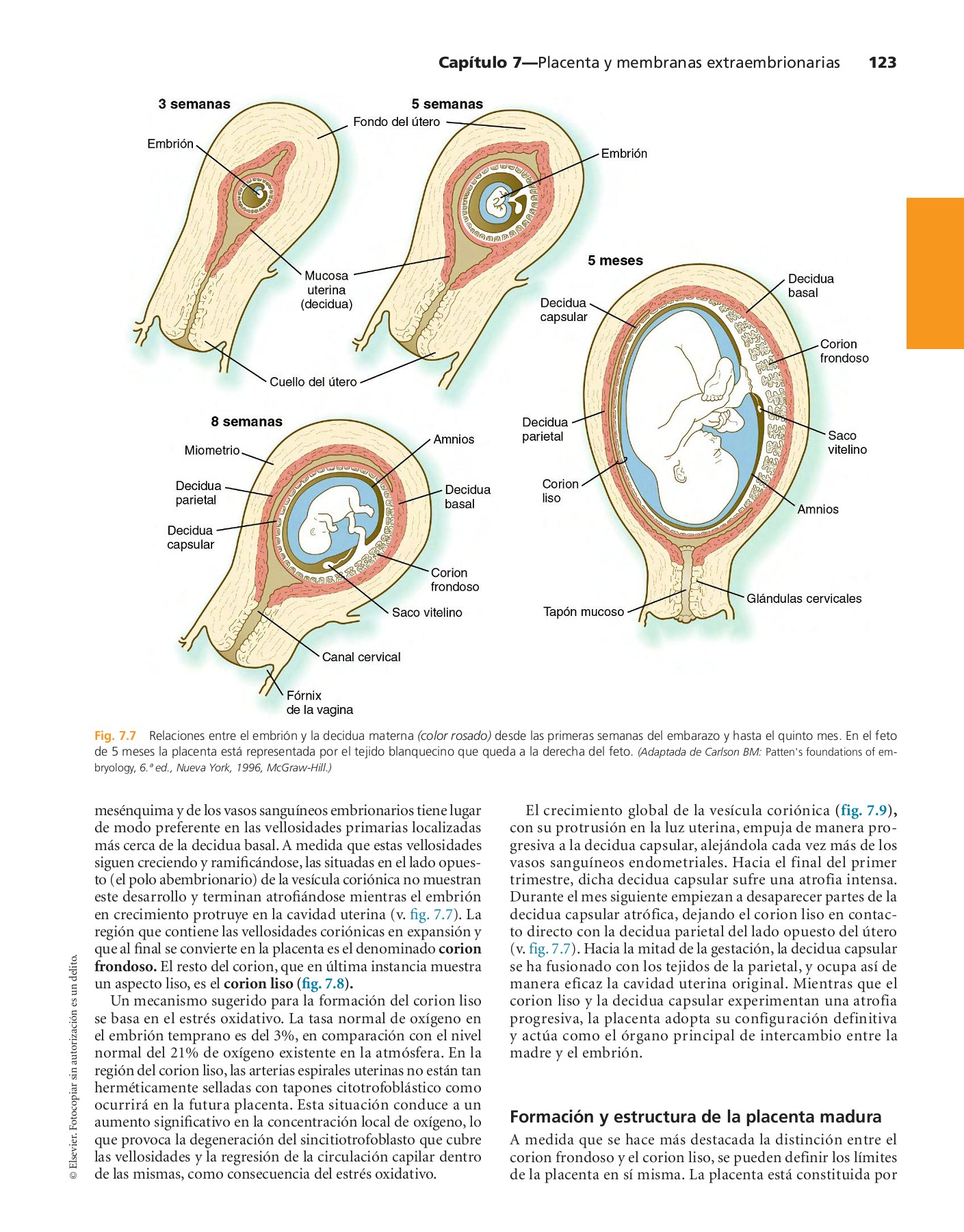 Embriologia Humana y Biologia del Desarrollo - Alejandro B. - Página ...
