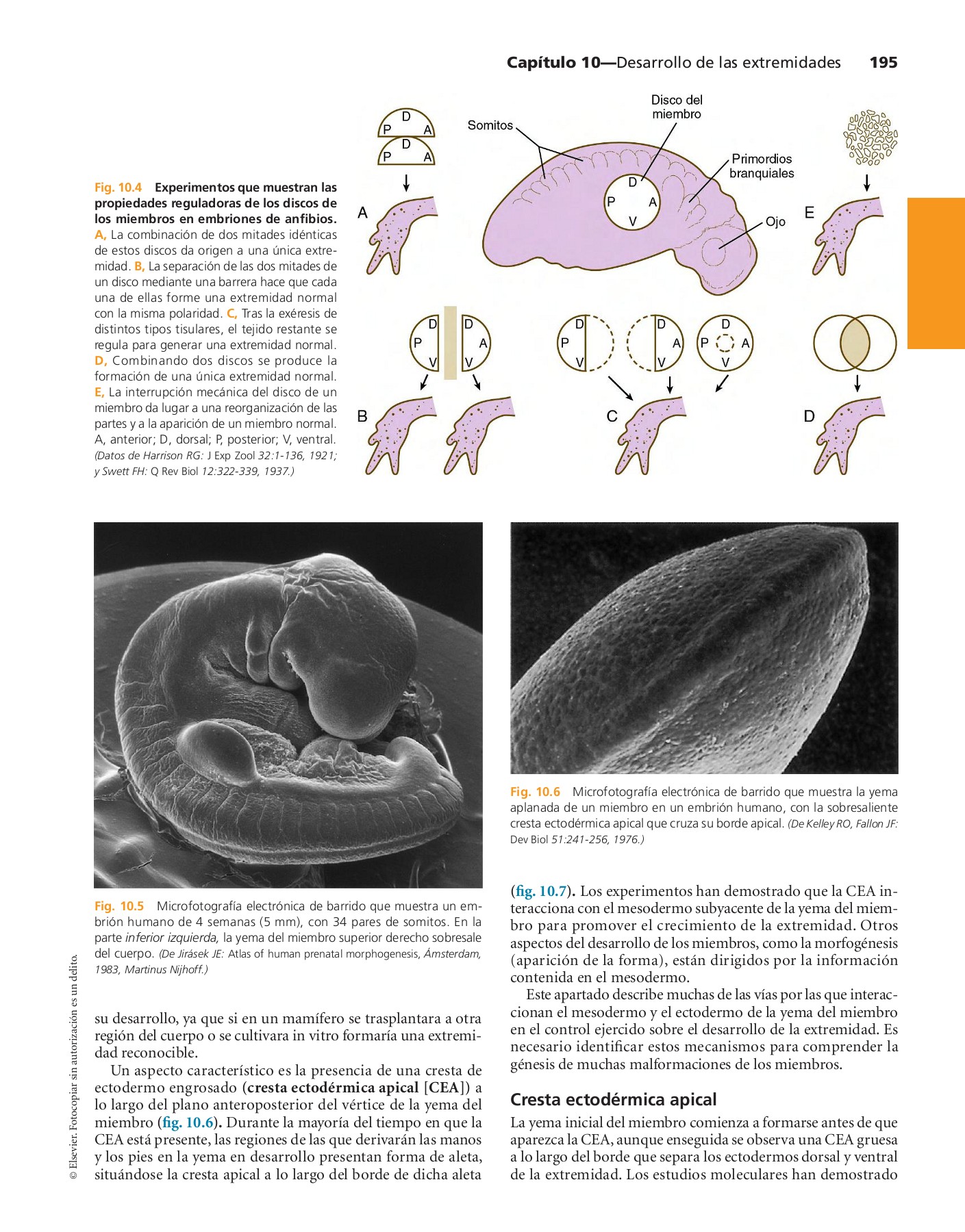 Embriologia Humana y Biologia del Desarrollo - Alejandro B. - Página ...