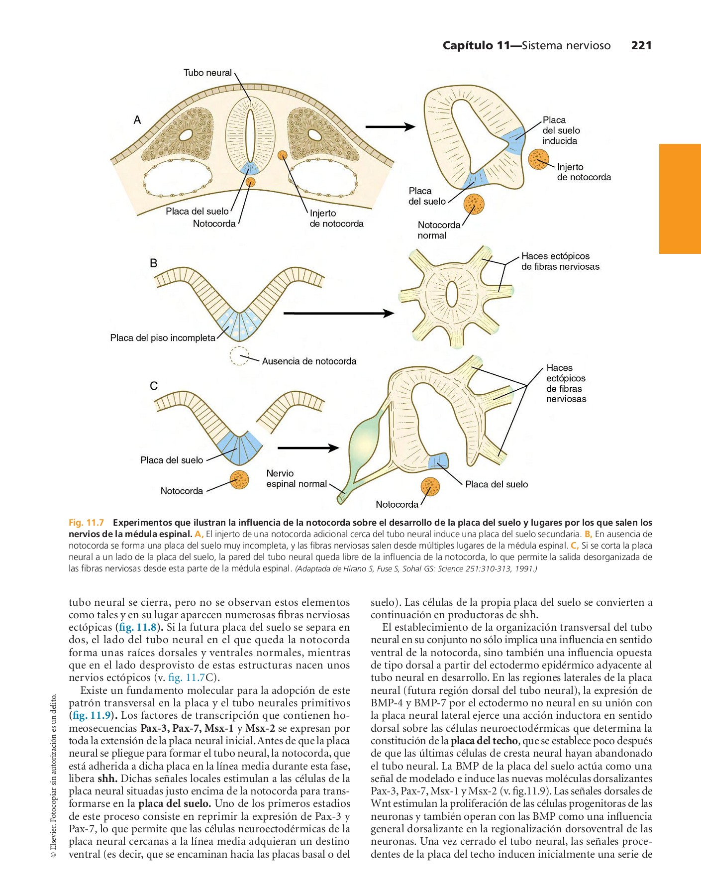 Embriologia Humana y Biologia del Desarrollo - Alejandro B. - Página ...
