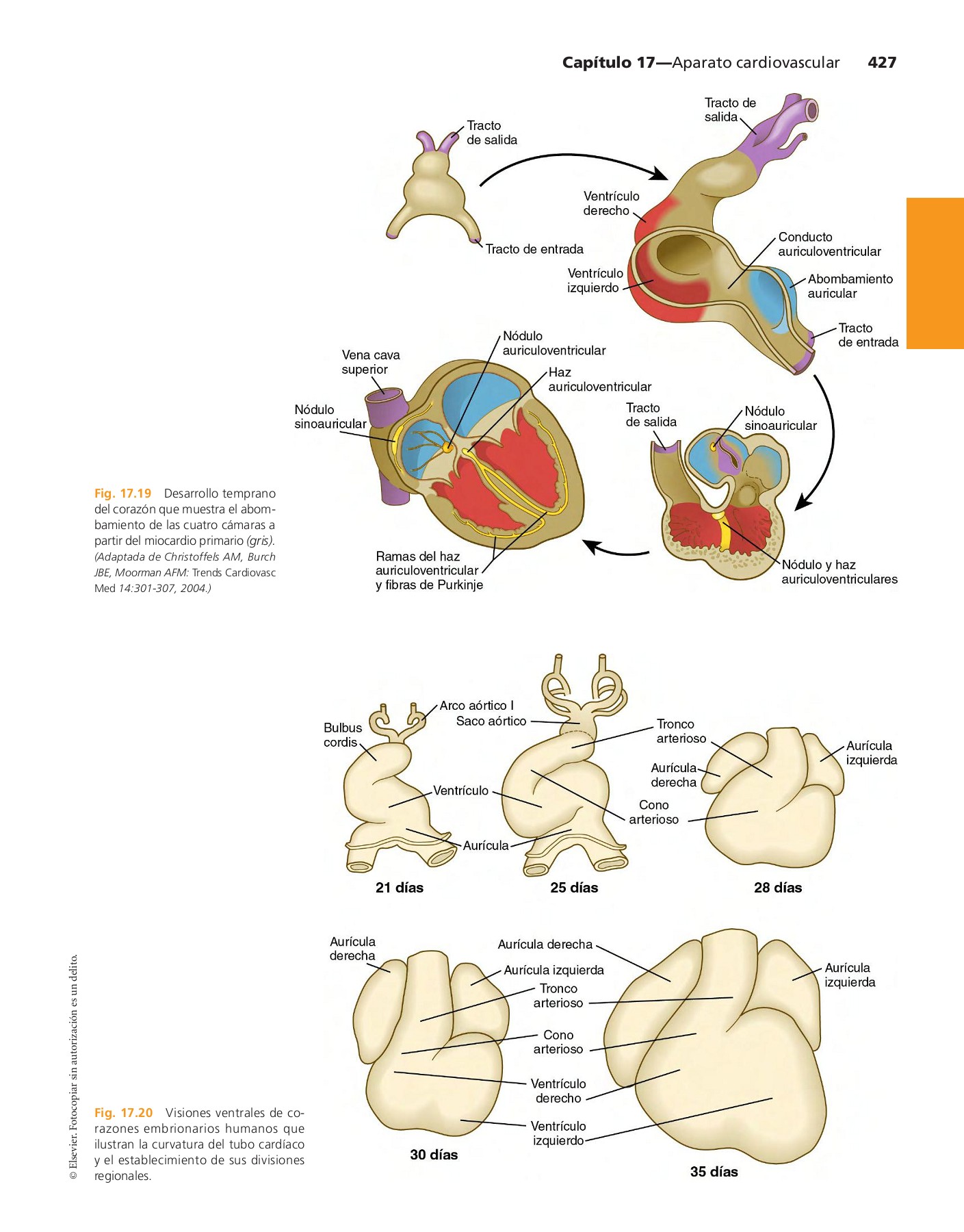 Embriologia Humana Embriologia Humana Biología Del Desarrollo