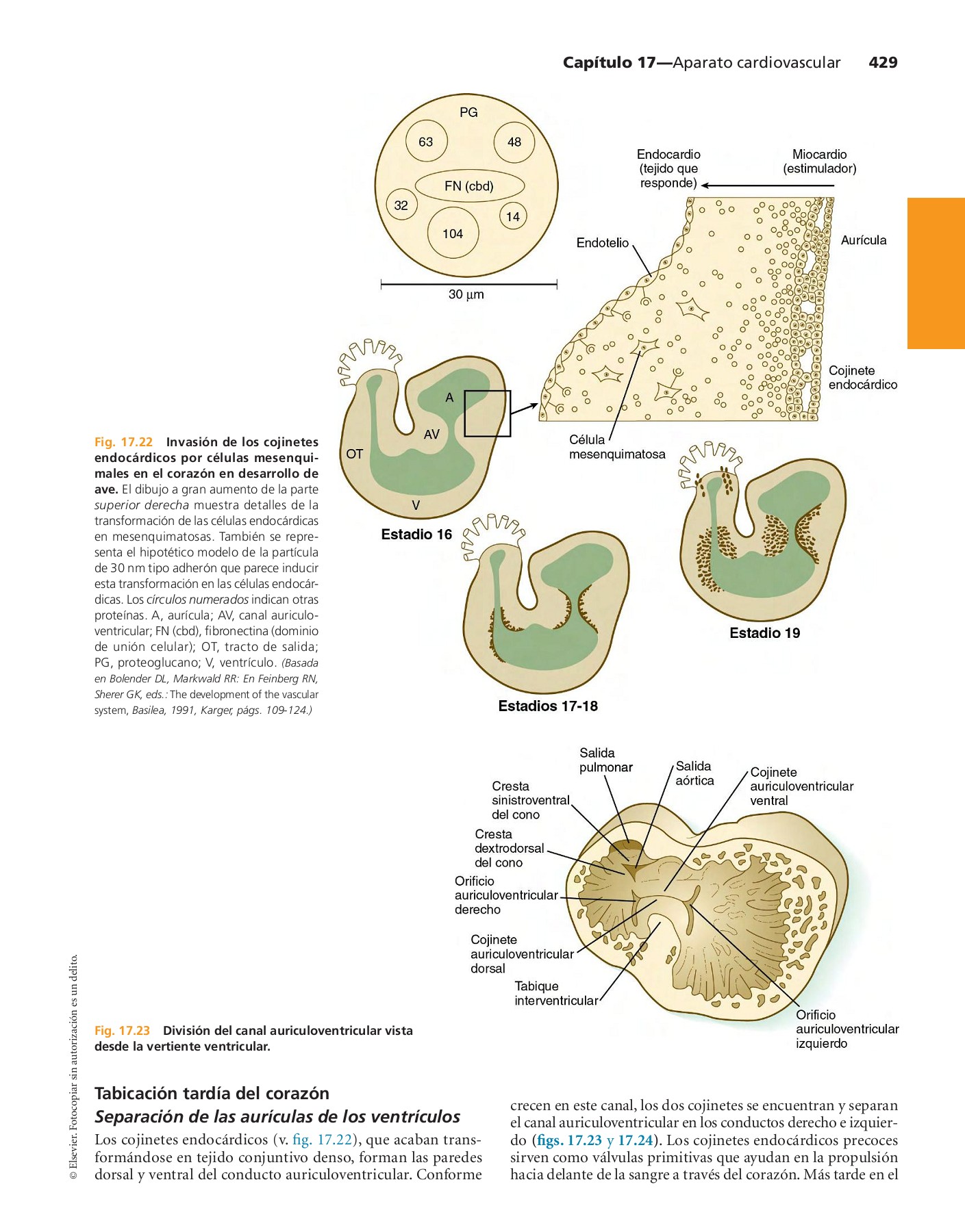 Embriologia Humana y Biologia del Desarrollo - Alejandro B. - Página ...