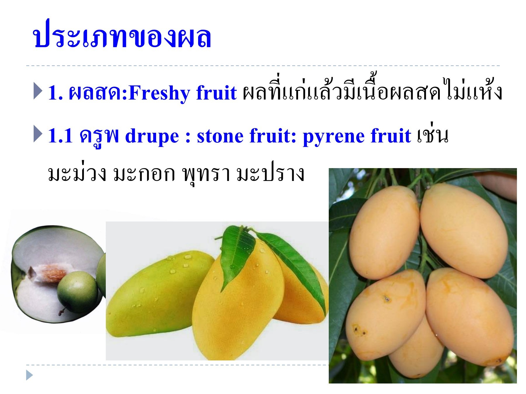 a1-การสืบพันธุ์ของพืชดอก - krunipaporn - หน้าหนังสือ 19 | พลิก PDF ...