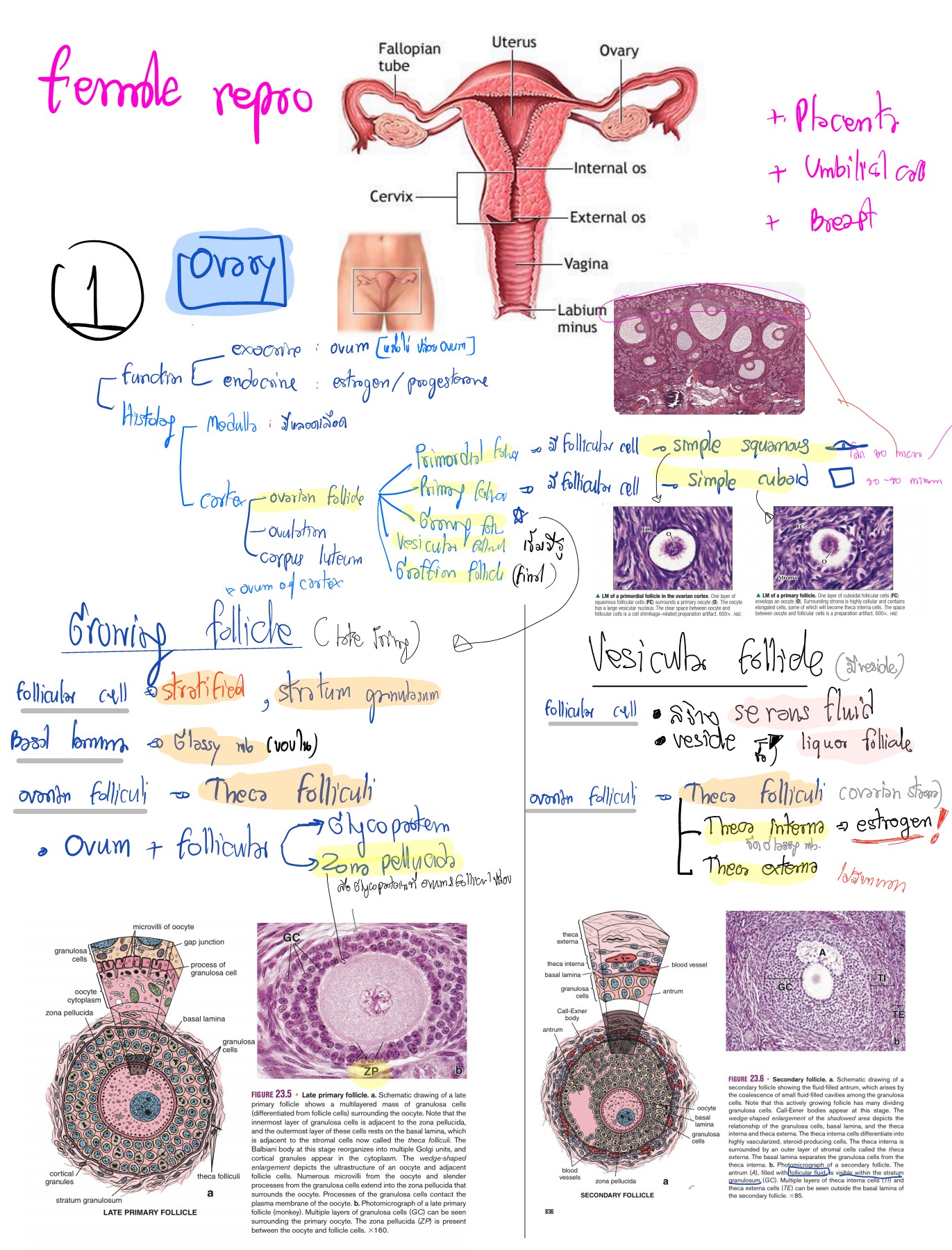 Histo Female repro - awatif8006 - Page 2 | Flip PDF Online | PubHTML5