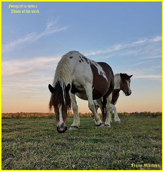Tema tjedna "Životinje u prirodi"