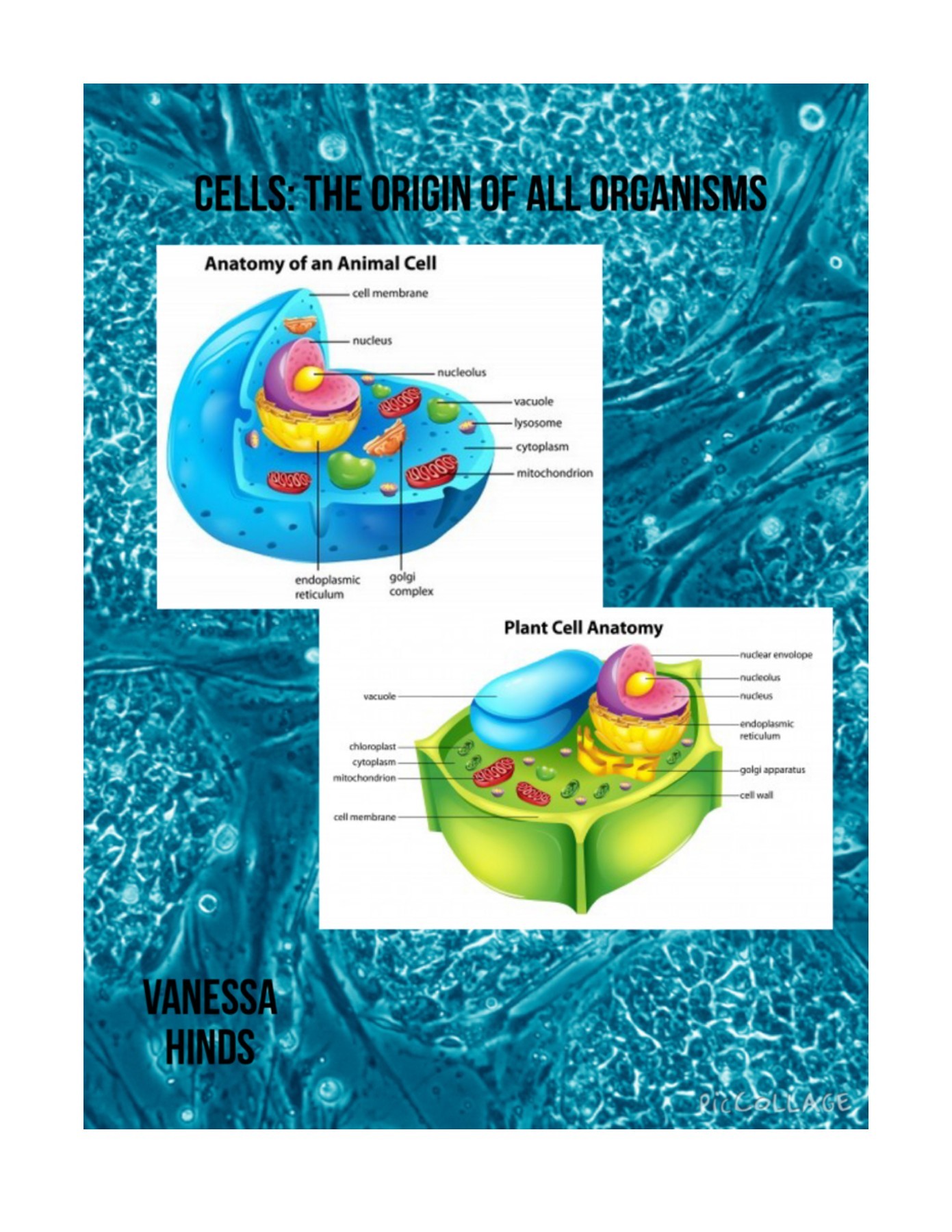 Cells- the Origin of All Organisms2 - vanessa.hinds22 - Page 1 - 16 ...