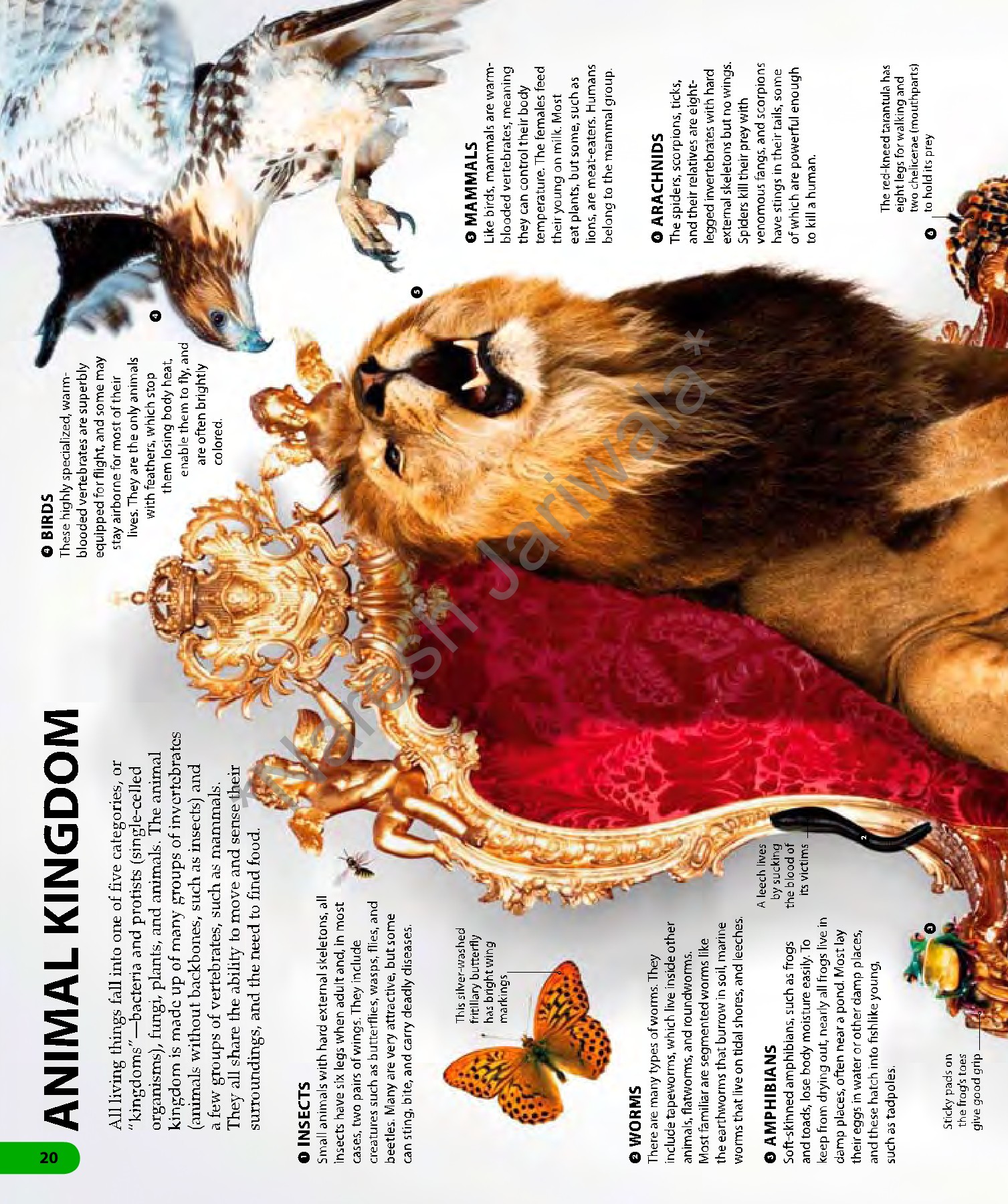 DK - One Million Things Series - A Visual Encyclopedia - Vector's ...