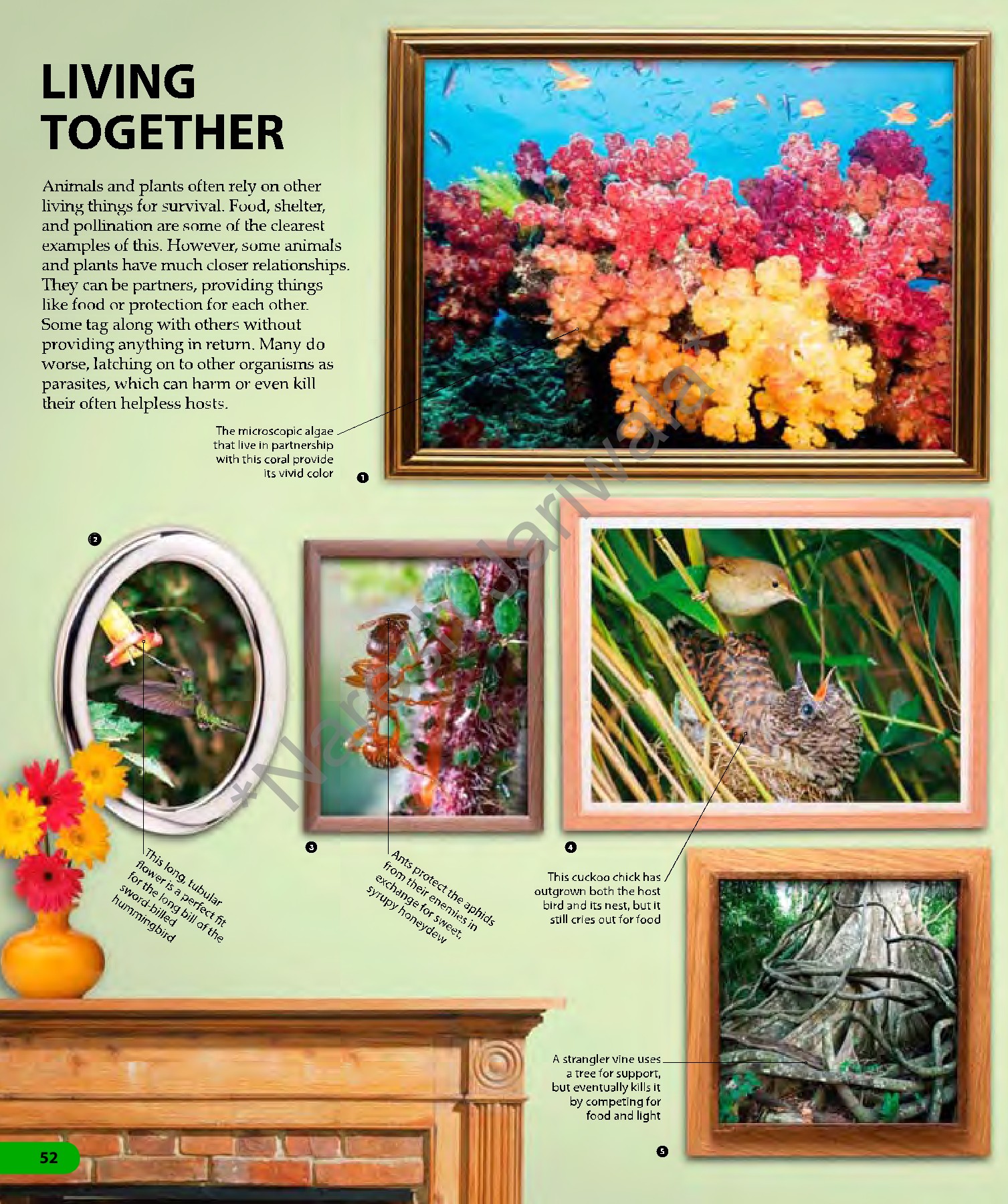 DK - One Million Things Series - A Visual Encyclopedia - Vector's ...