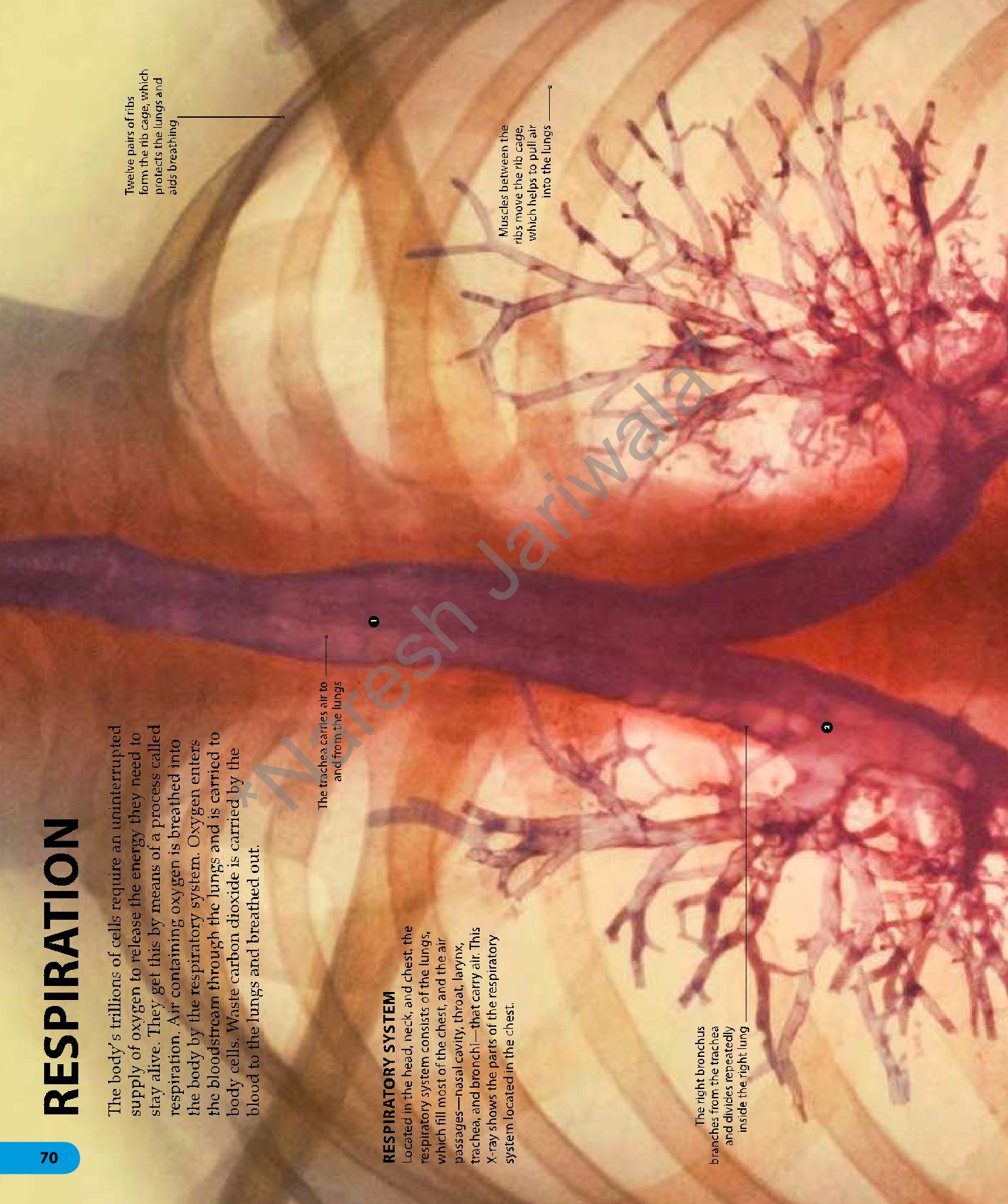 DK - One Million Things Series - A Visual Encyclopedia - Vector's ...