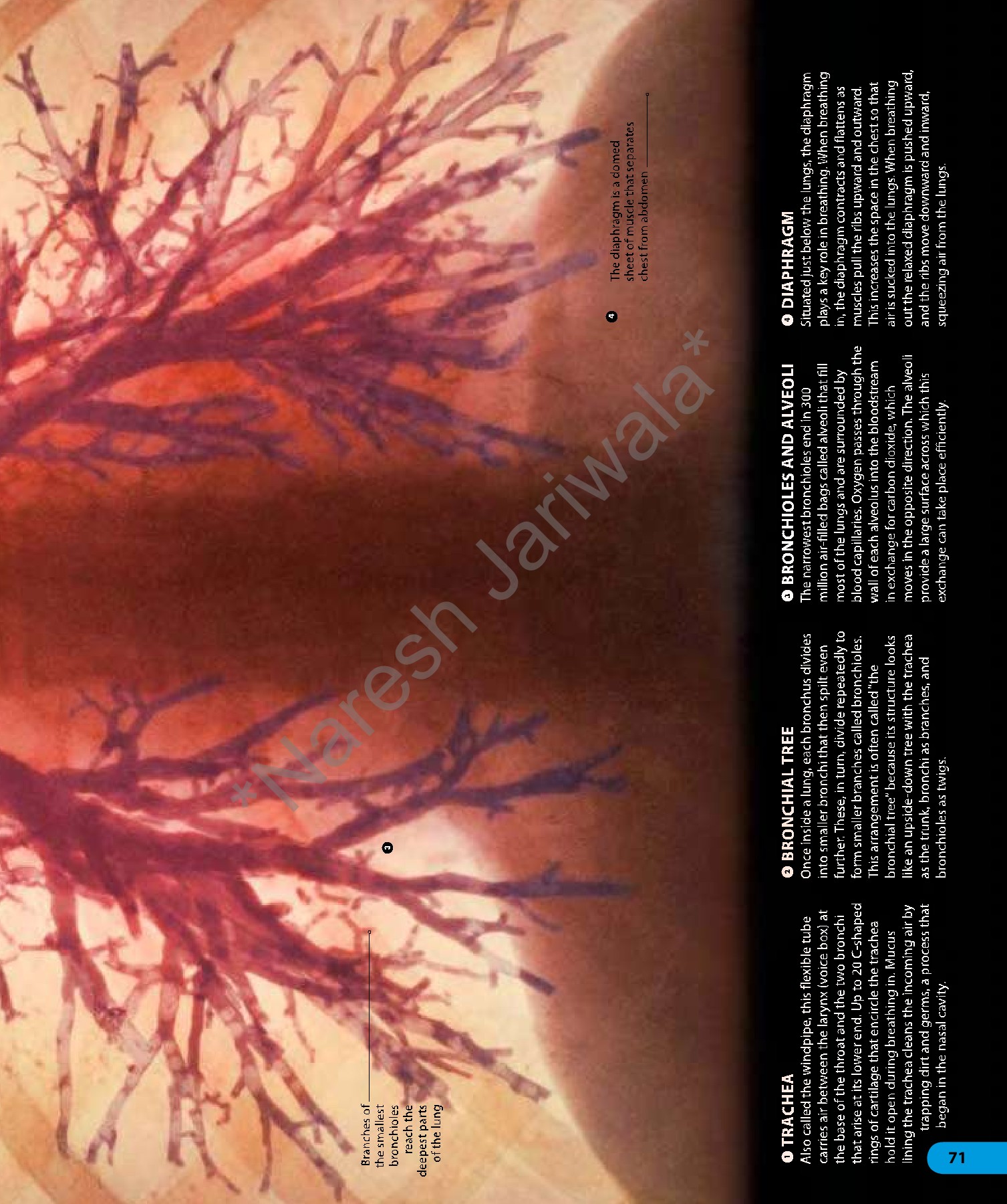 DK - One Million Things Series - A Visual Encyclopedia - Vector's ...