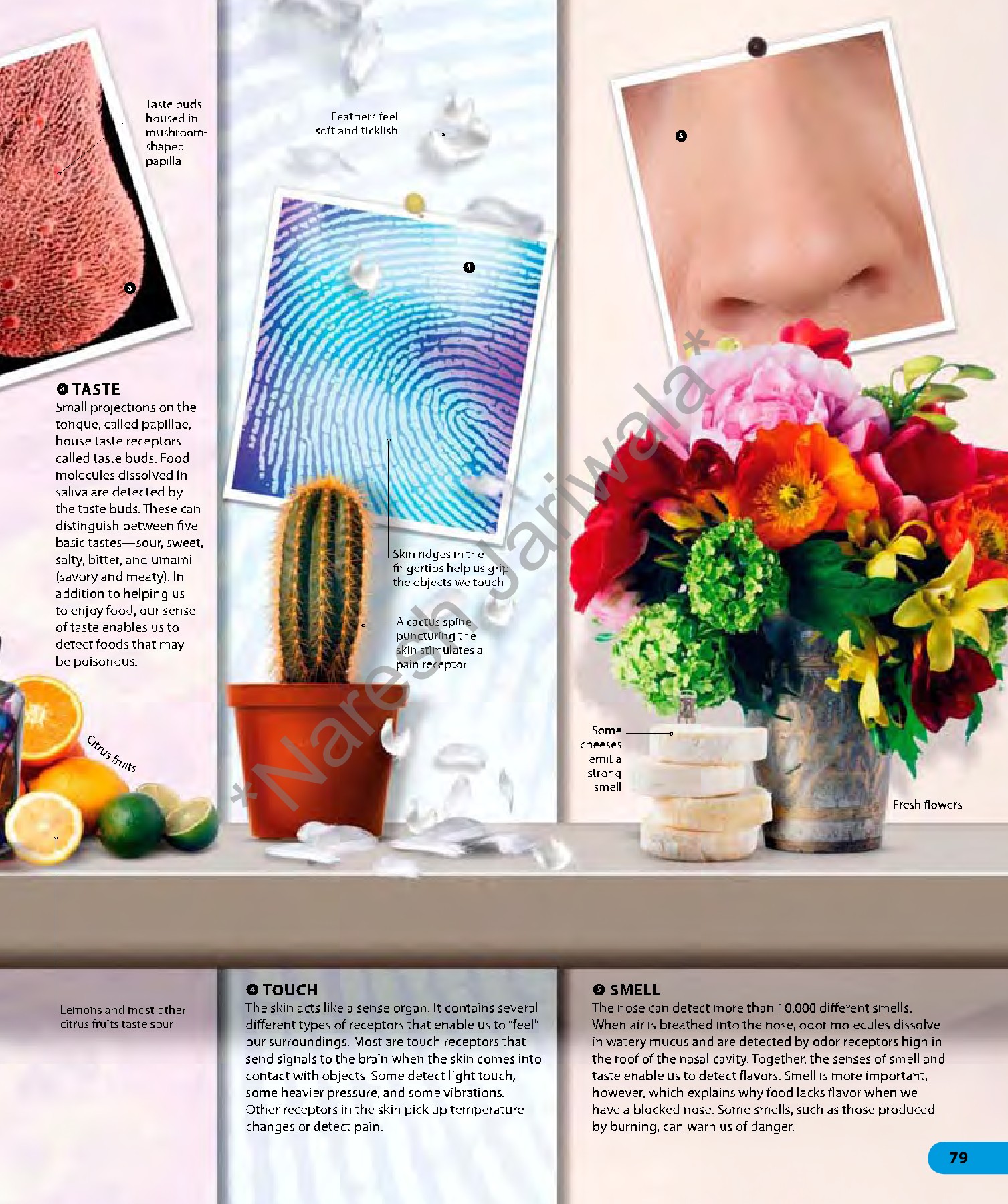 DK - One Million Things Series - A Visual Encyclopedia - Vector's ...