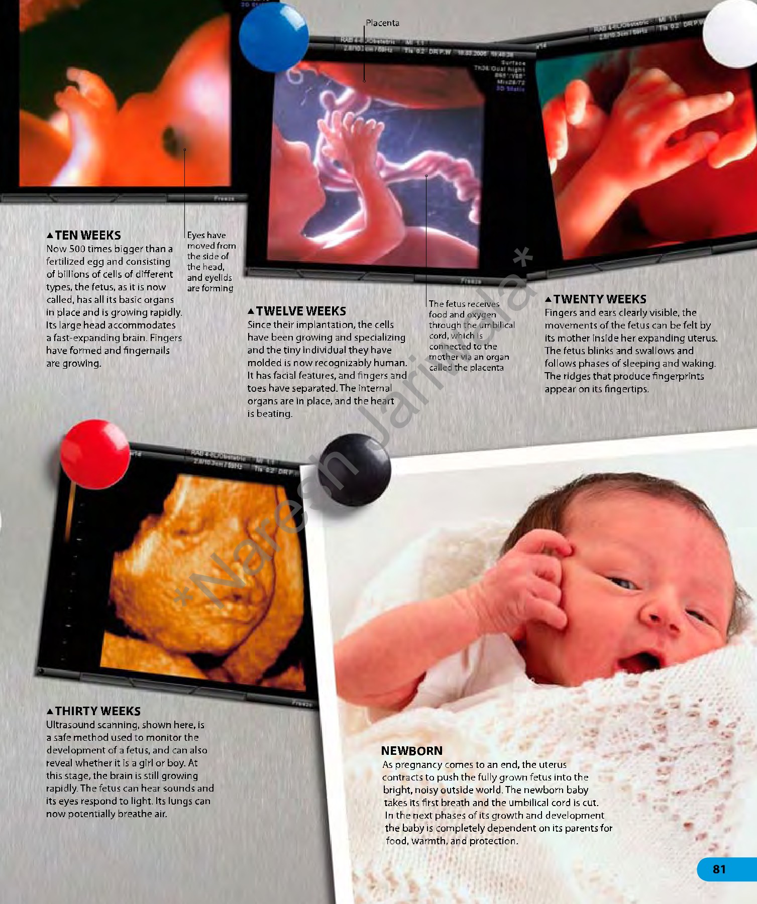 DK - One Million Things Series - A Visual Encyclopedia - Vector's Podcast - Page 82 | Flip PDF ...