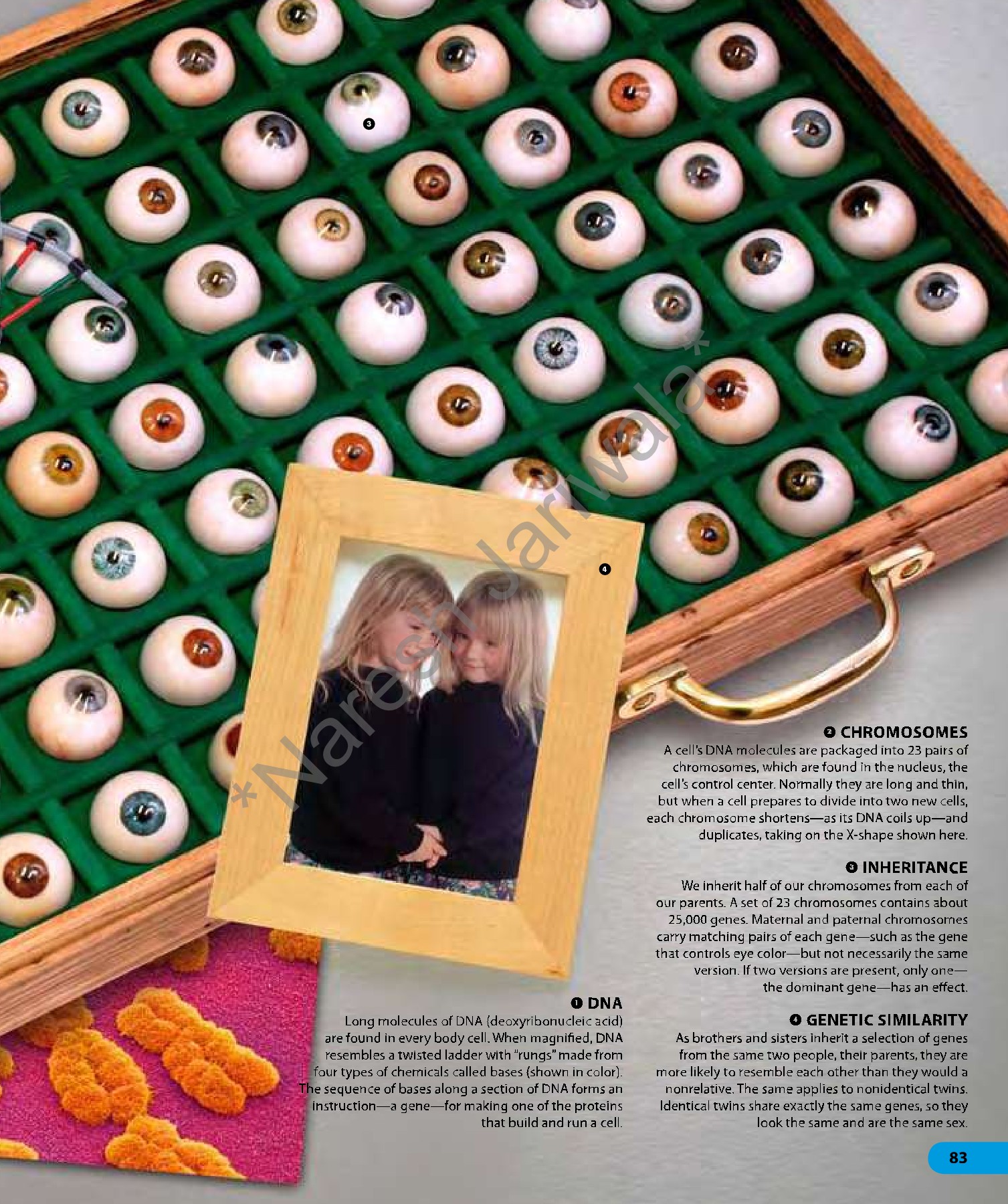 DK - One Million Things Series - A Visual Encyclopedia - Vector's ...