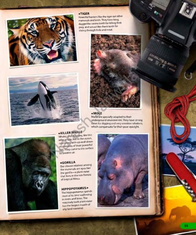 DK - One Million Things Series - A Visual Encyclopedia - Vector's ...