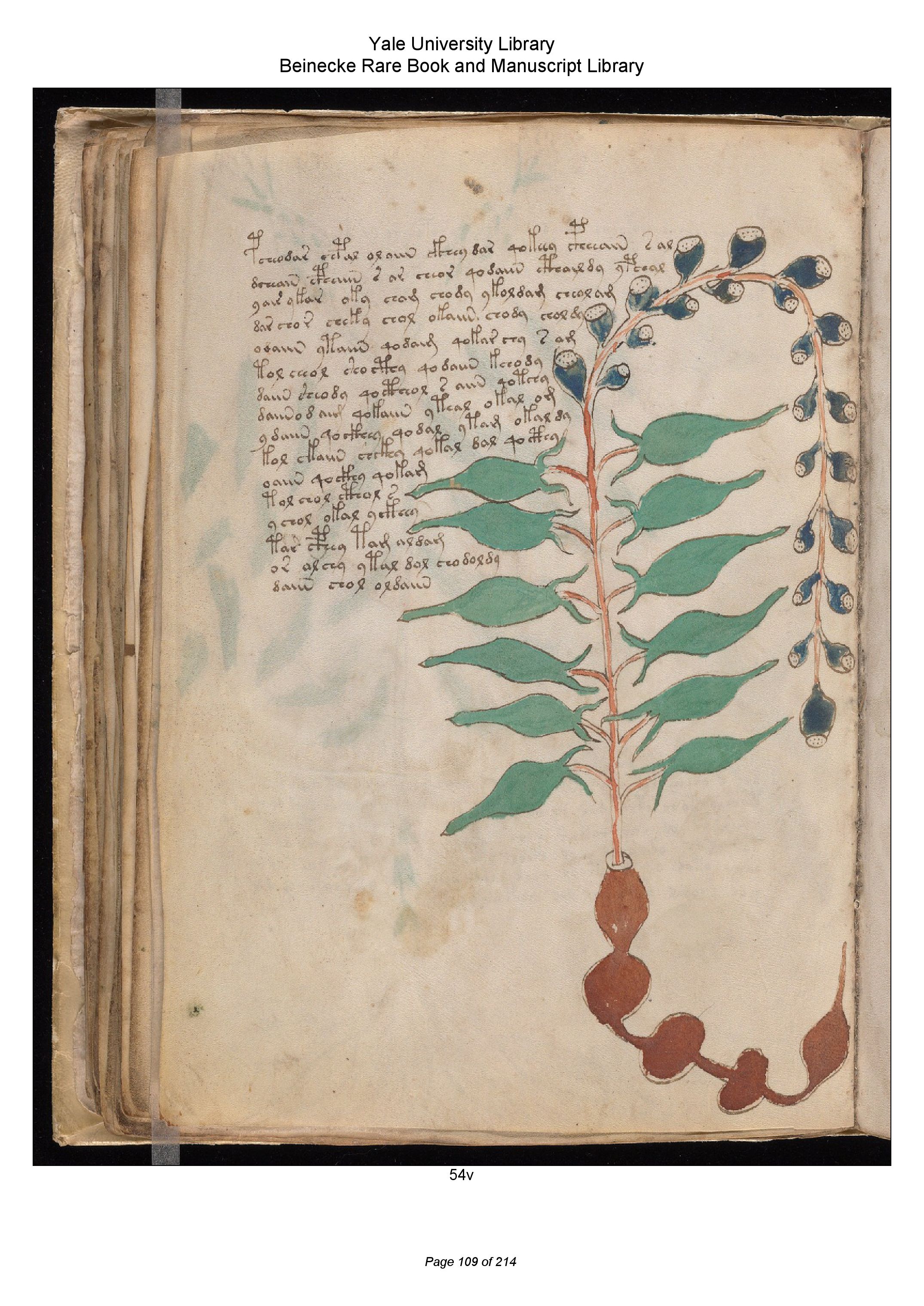 The Voynich Manuscript - M - Page 109 | Flip PDF Online | PubHTML5
