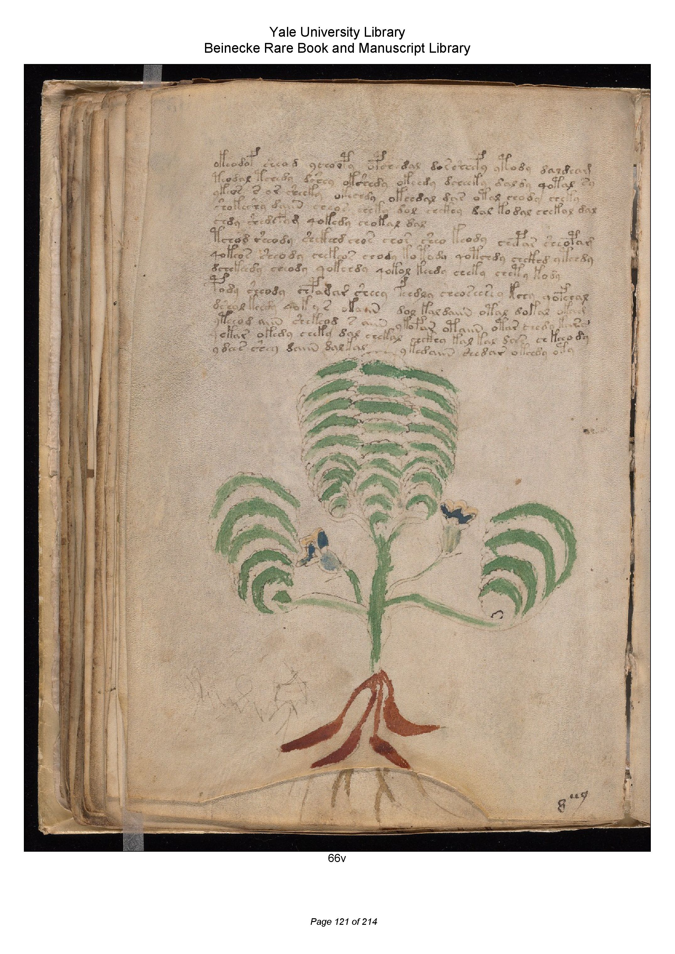 The Voynich Manuscript - M - Page 121 | Flip PDF Online | PubHTML5