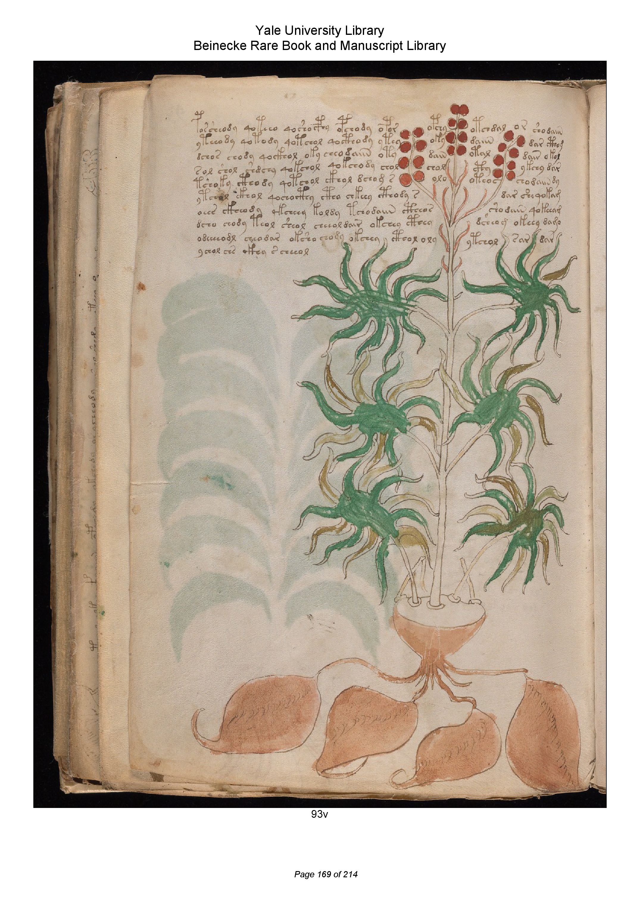 The Voynich Manuscript - M - Page 169 | Flip PDF Online | PubHTML5