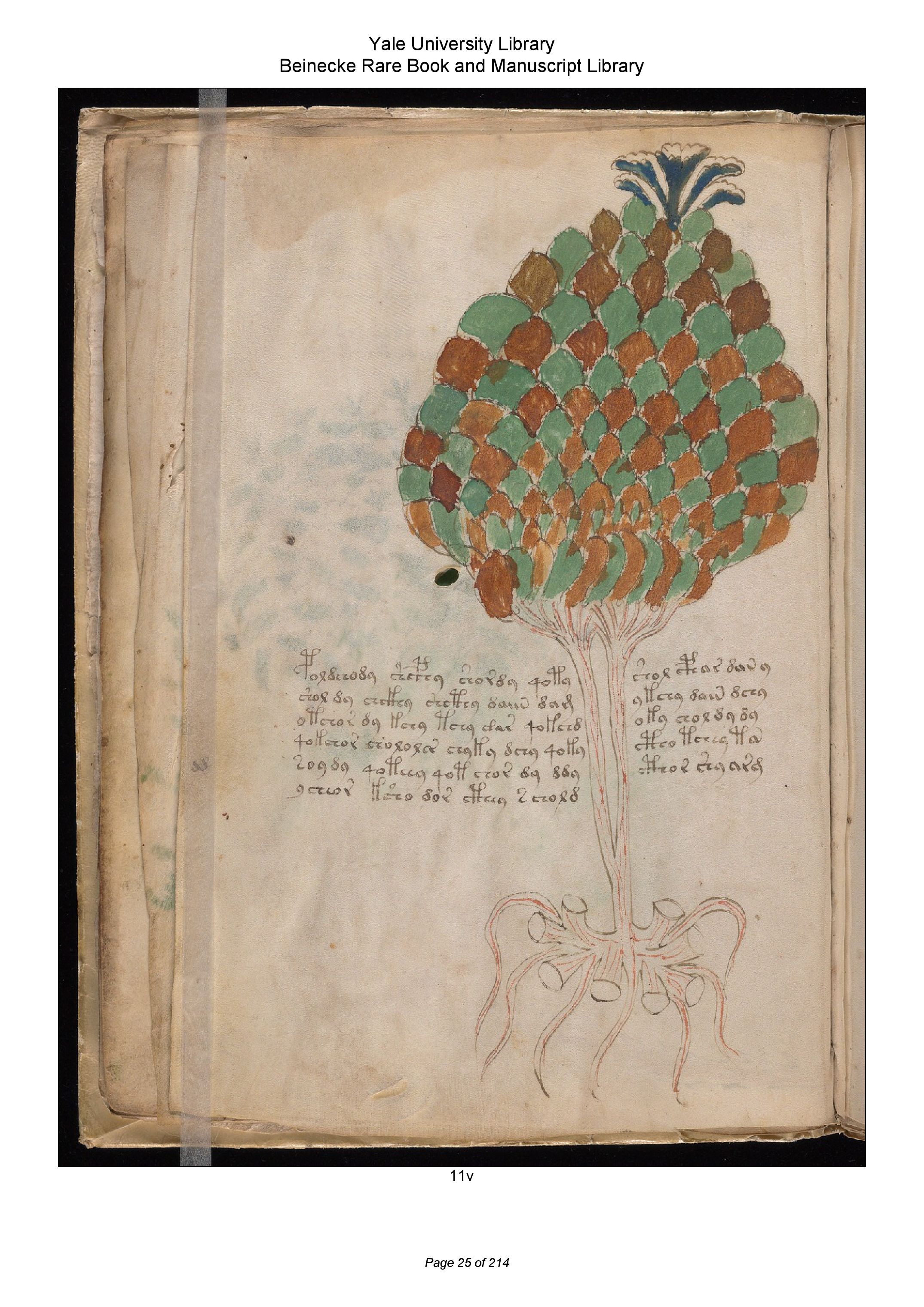 The Voynich Manuscript - M | Flip PDF Online | PubHTML5