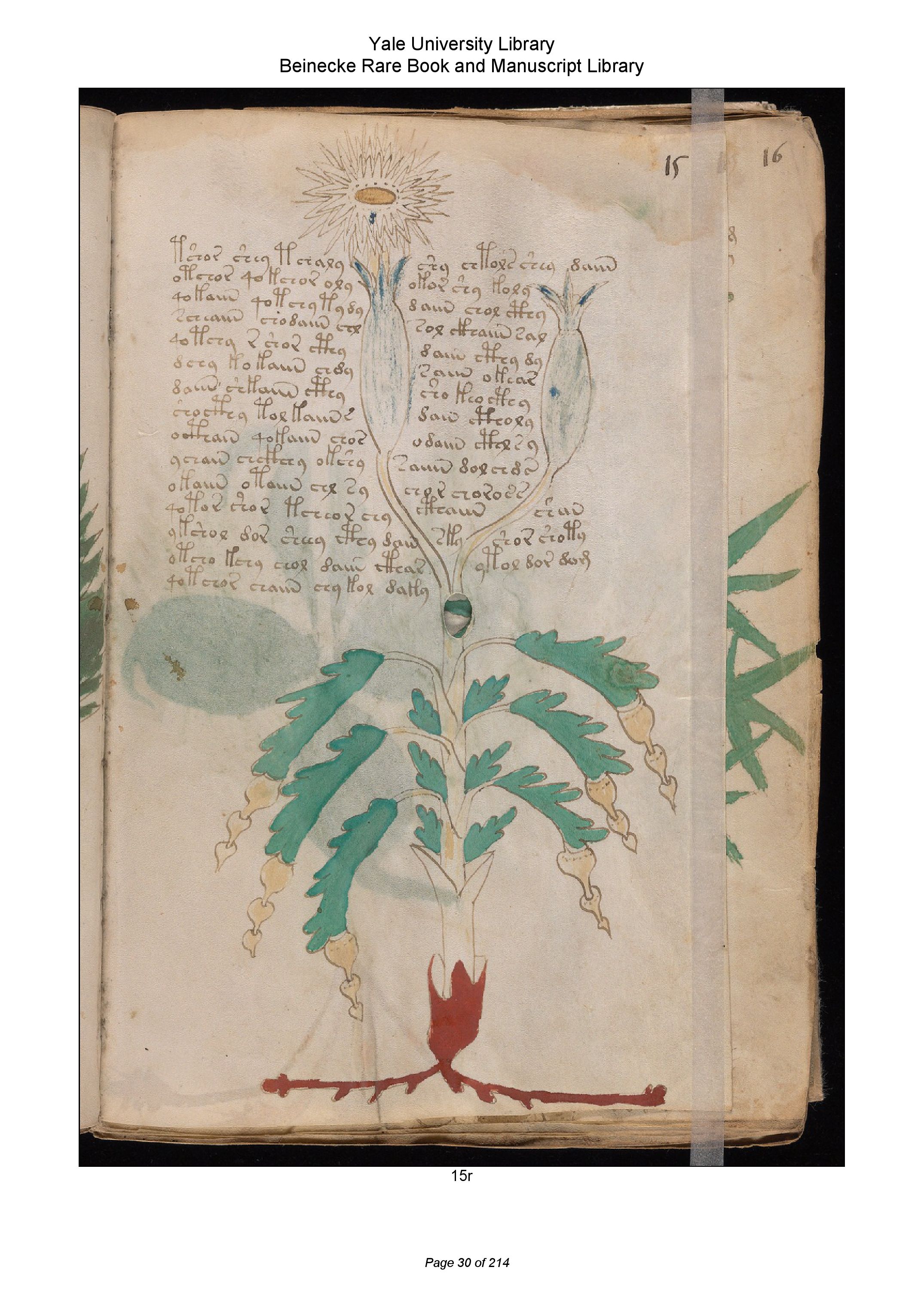 The Voynich Manuscript - M | Flip PDF Online | PubHTML5