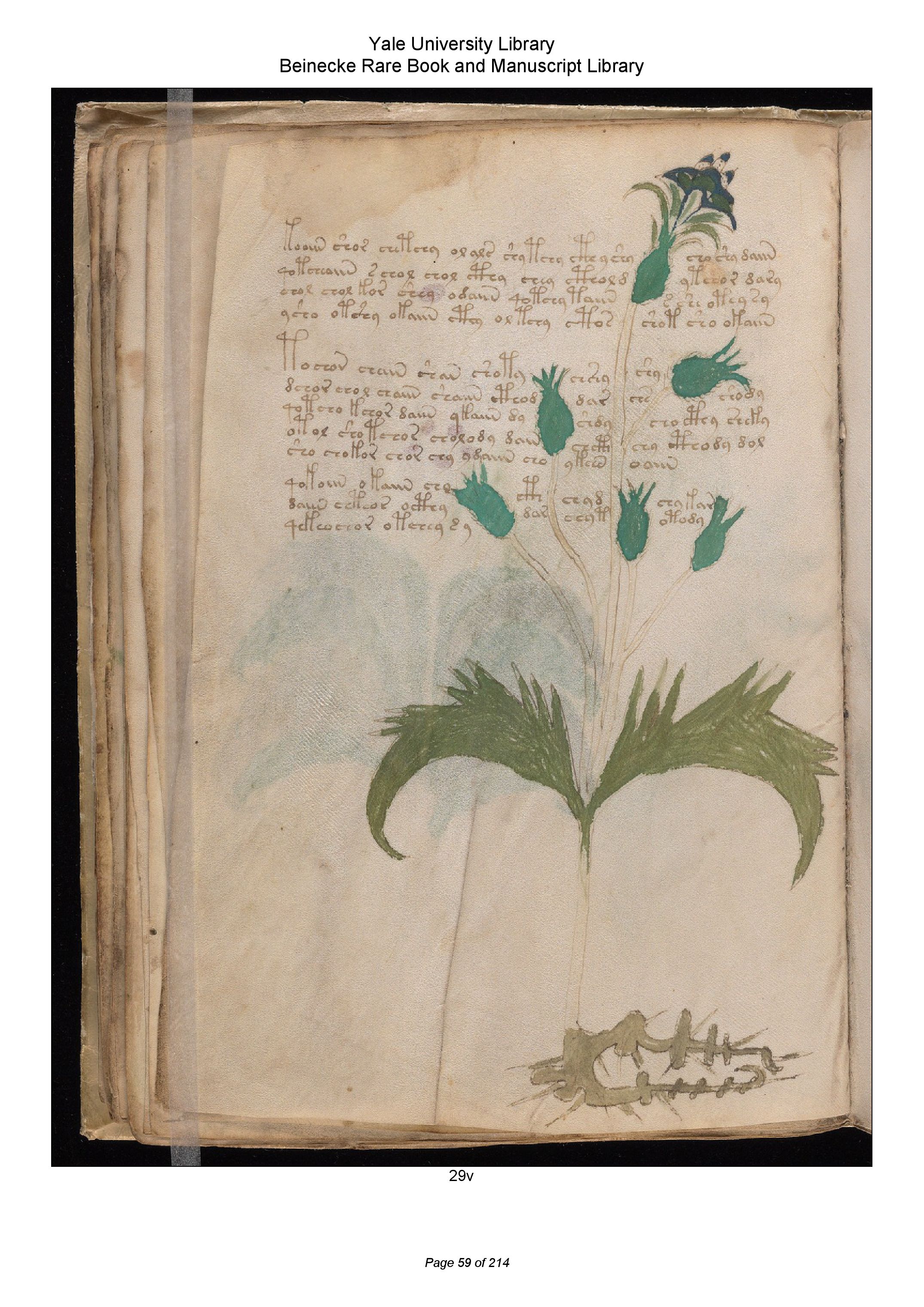 The Voynich Manuscript - M - Page 59 | Flip PDF Online | PubHTML5