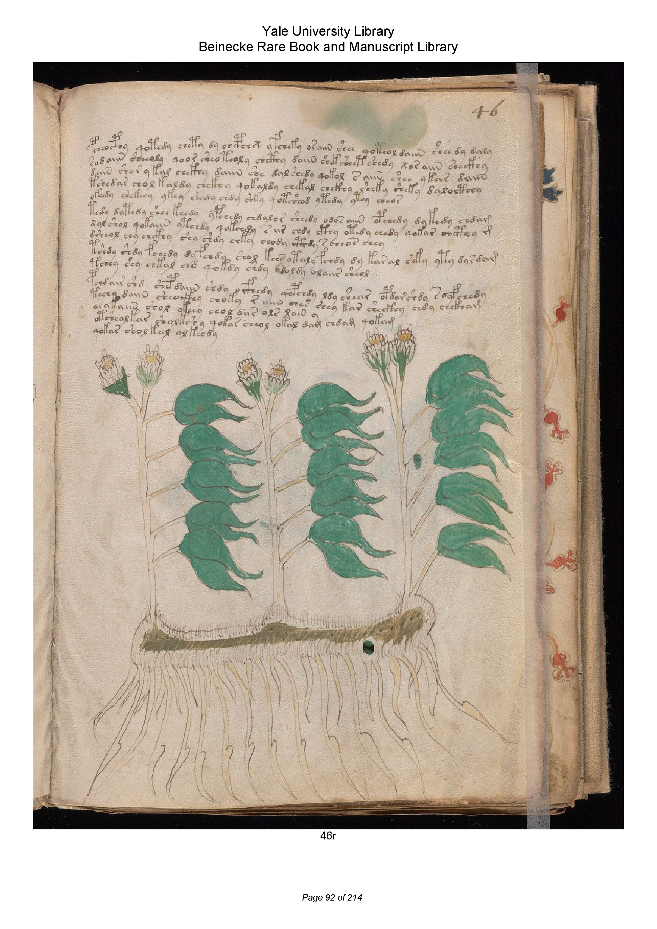The Voynich Manuscript - M - Page 92 | Flip PDF Online | PubHTML5
