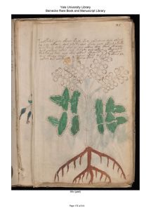 The Voynich Manuscript - M - Page 172 | Flip PDF Online | PubHTML5