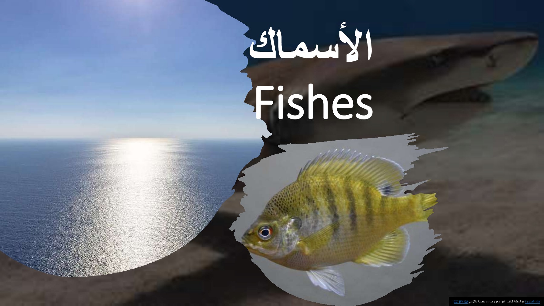 الأسماك - amal obaid - الصفحة 1 - 10 - PDF على الإنترنت