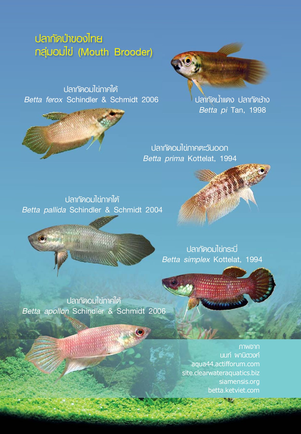 มาตราฐานปลากัดสวยงามไทย - Thalanglibrary - Trang 60 | PDF lật trang ...