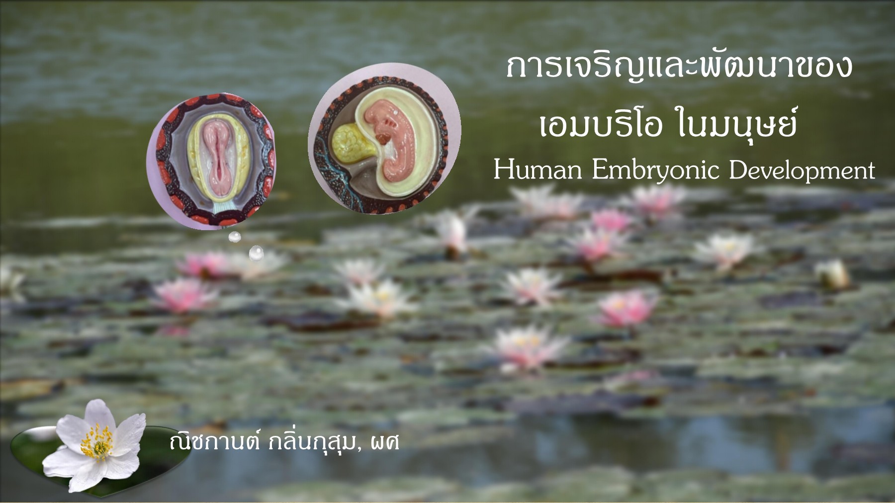 E-Book- Human embryonic development - knichy132 - Page 1 - 29 | Flip ...