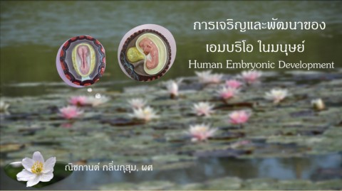 E-Book- Human embryonic development - knichy132 - Page 1 - 29 | Flip ...