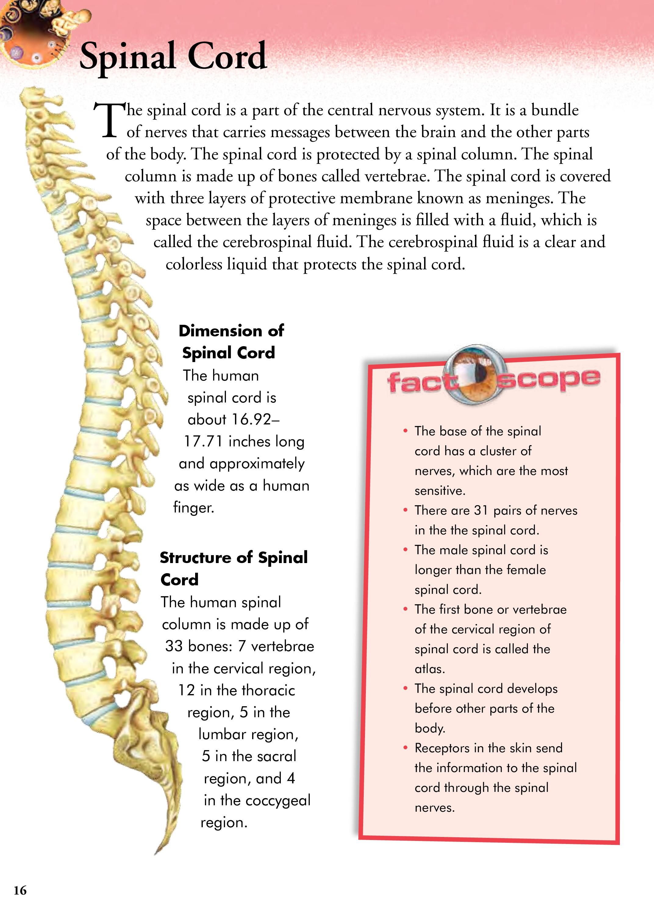 FactScope - Human Body - Flip eBook Library - Page 17 | Flip PDF Online ...