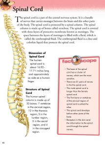 FactScope - Human Body - Flip eBook Library - Page 17 | Flip PDF Online ...