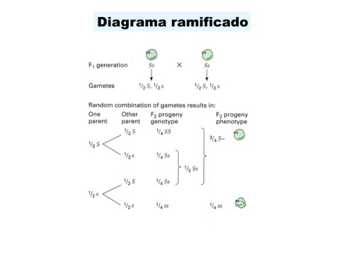 PDF-HERENCIA2 - fernanda.gracida.05 - Páxina 19 | PDF en liña | PubHTML5