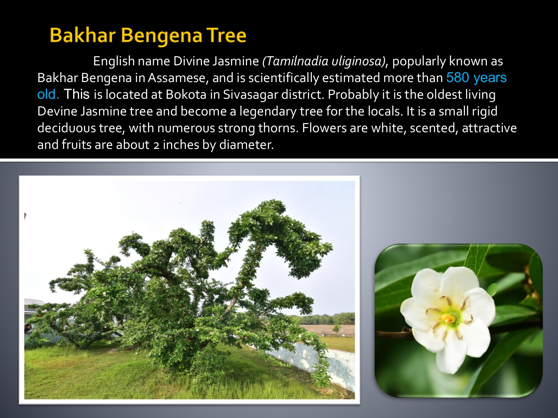 Sivasagar Tourism - Utpal Saikia - Page 34 | Flip PDF Online | PubHTML5