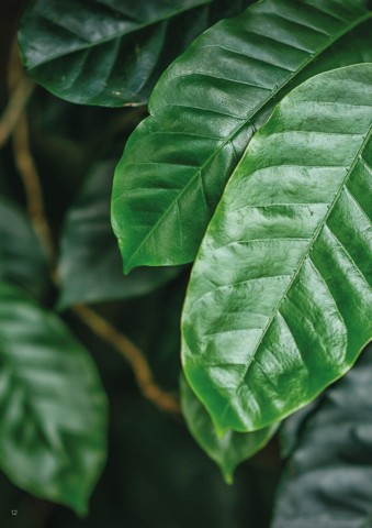 Cafe Bonte Brochure - lewis.francis - Page 12 | Flip PDF Online | PubHTML5