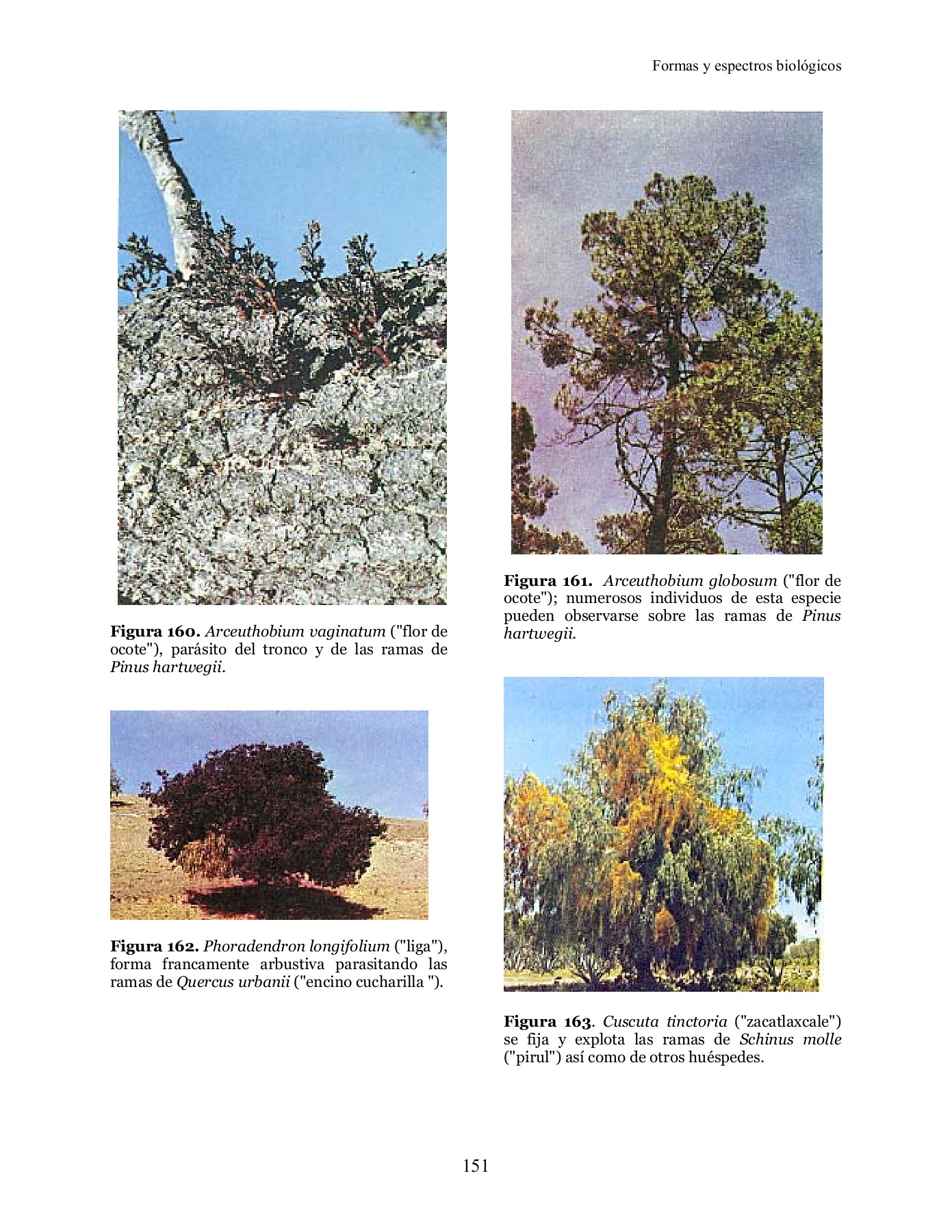 VEGETACION_DE_MEXICO_Jerzy_Rzedowski - vicky.ciencias96 - Página 155 ...