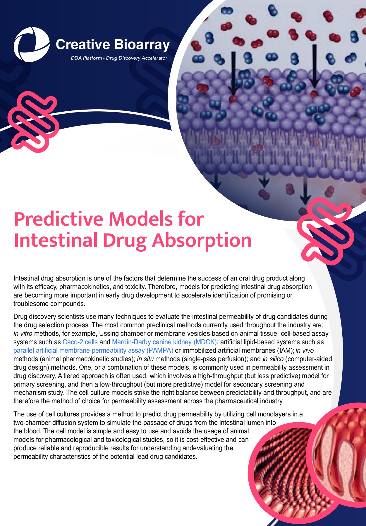 Models to Predict Intestinal Drug Absorption - Creative Bioarray - Page ...
