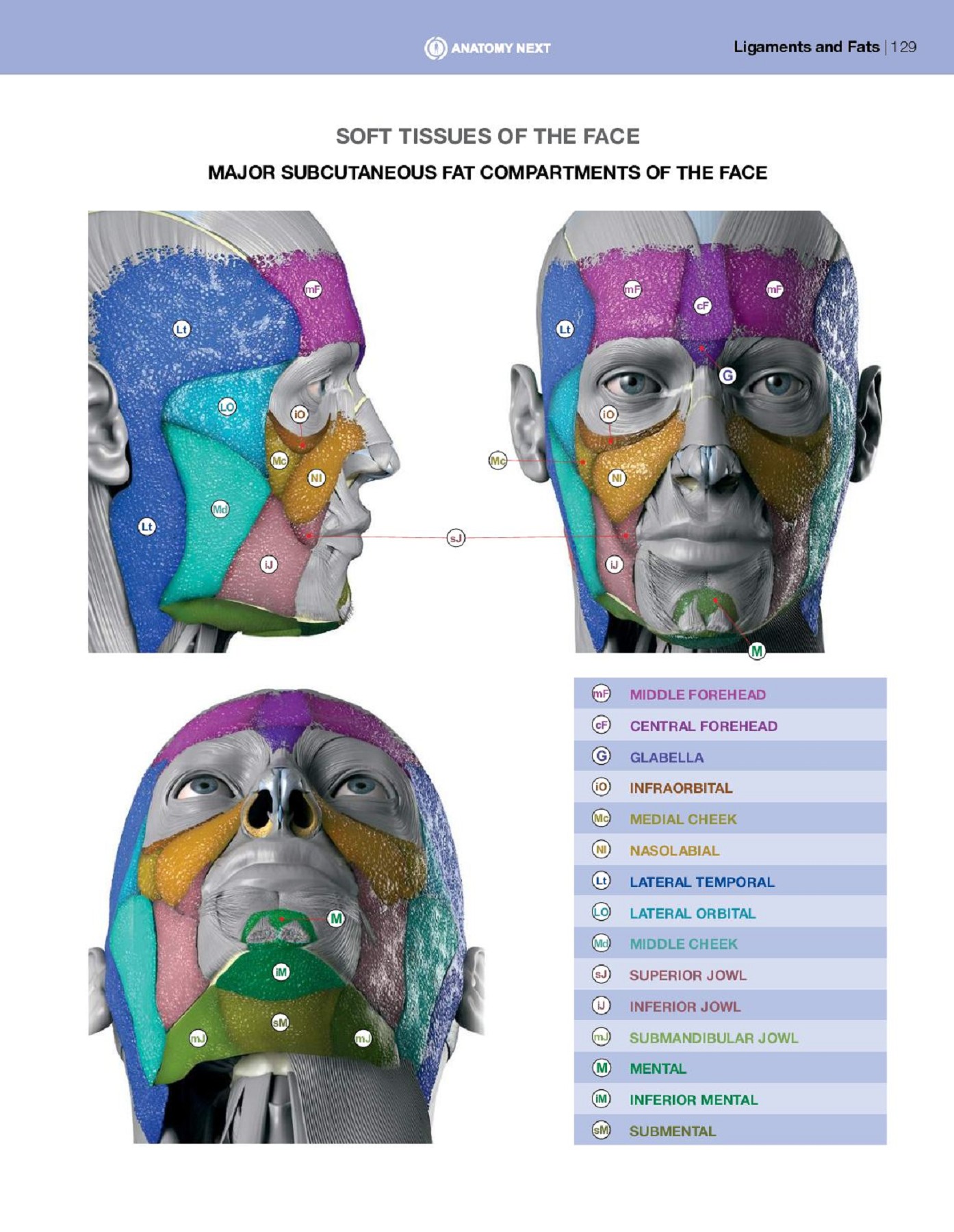 ANATOMY_OF_FACIAL_EXPRESSION.pdf - fettahh.er - Page 131 | Flip PDF ...