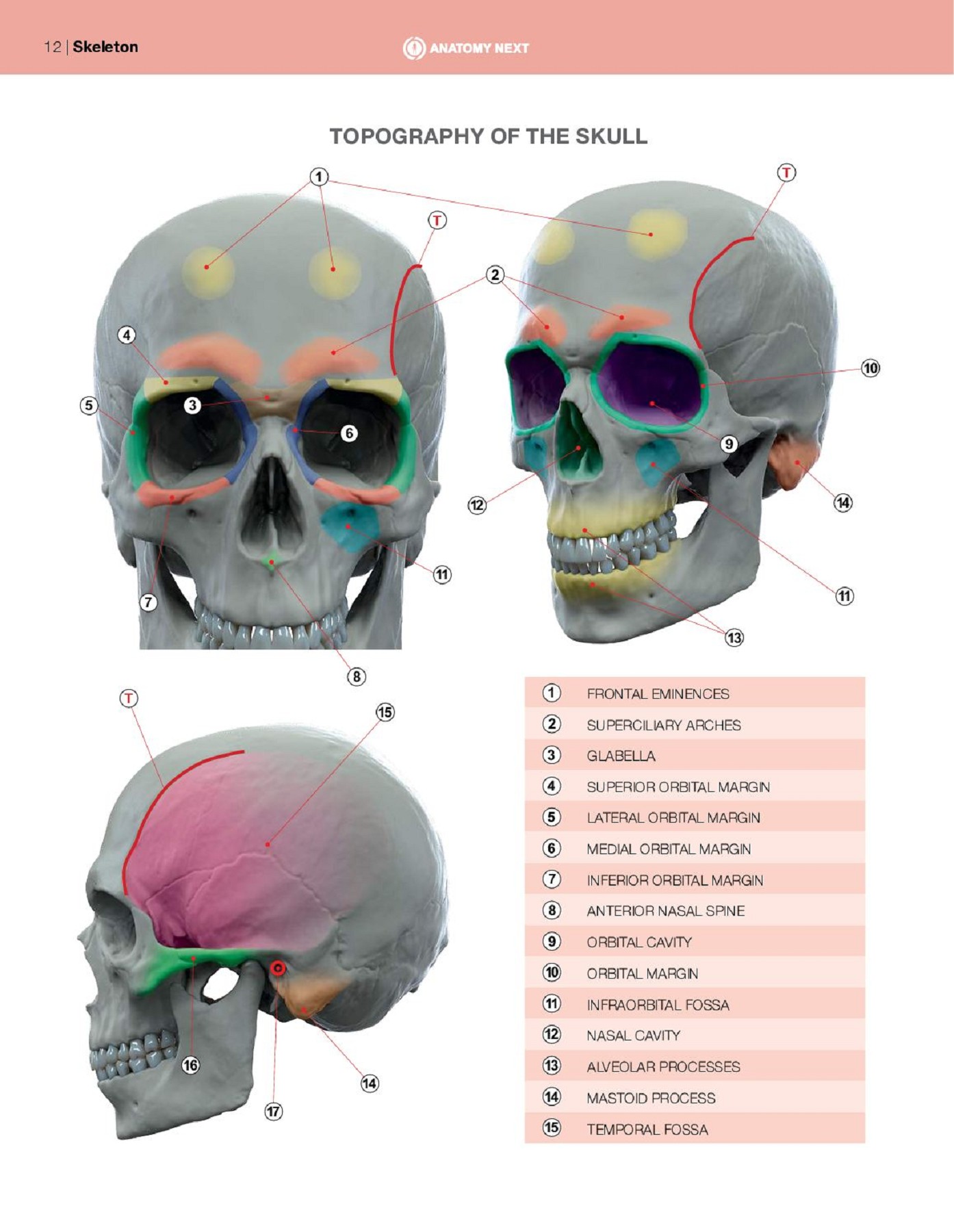 ANATOMY_OF_FACIAL_EXPRESSION.pdf - fettahh.er - Page 14 | Flip PDF ...