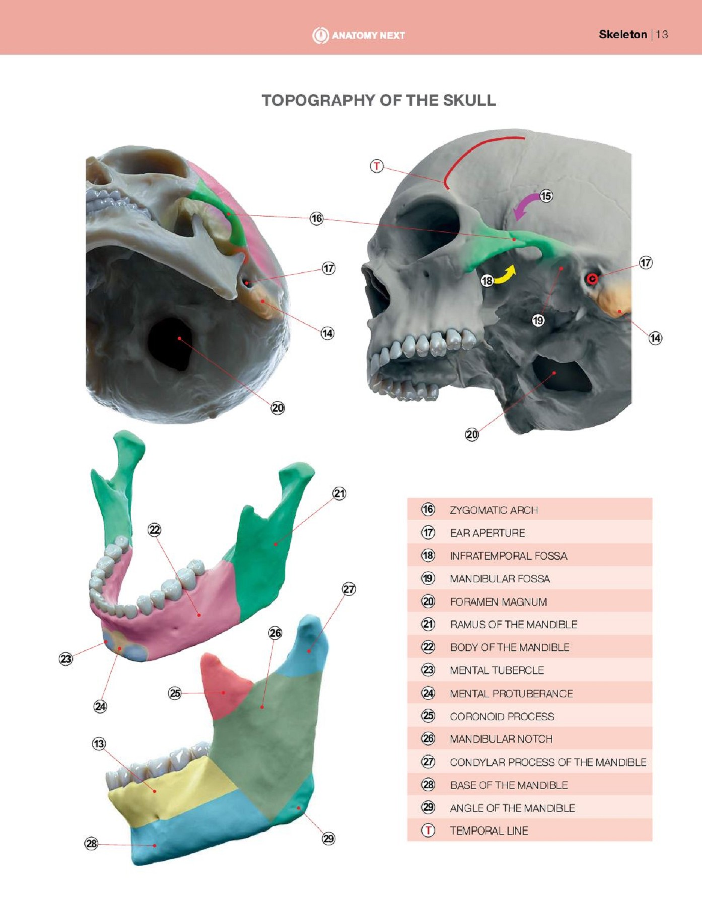 ANATOMY_OF_FACIAL_EXPRESSION.pdf - fettahh.er - Page 15 | Flip PDF ...