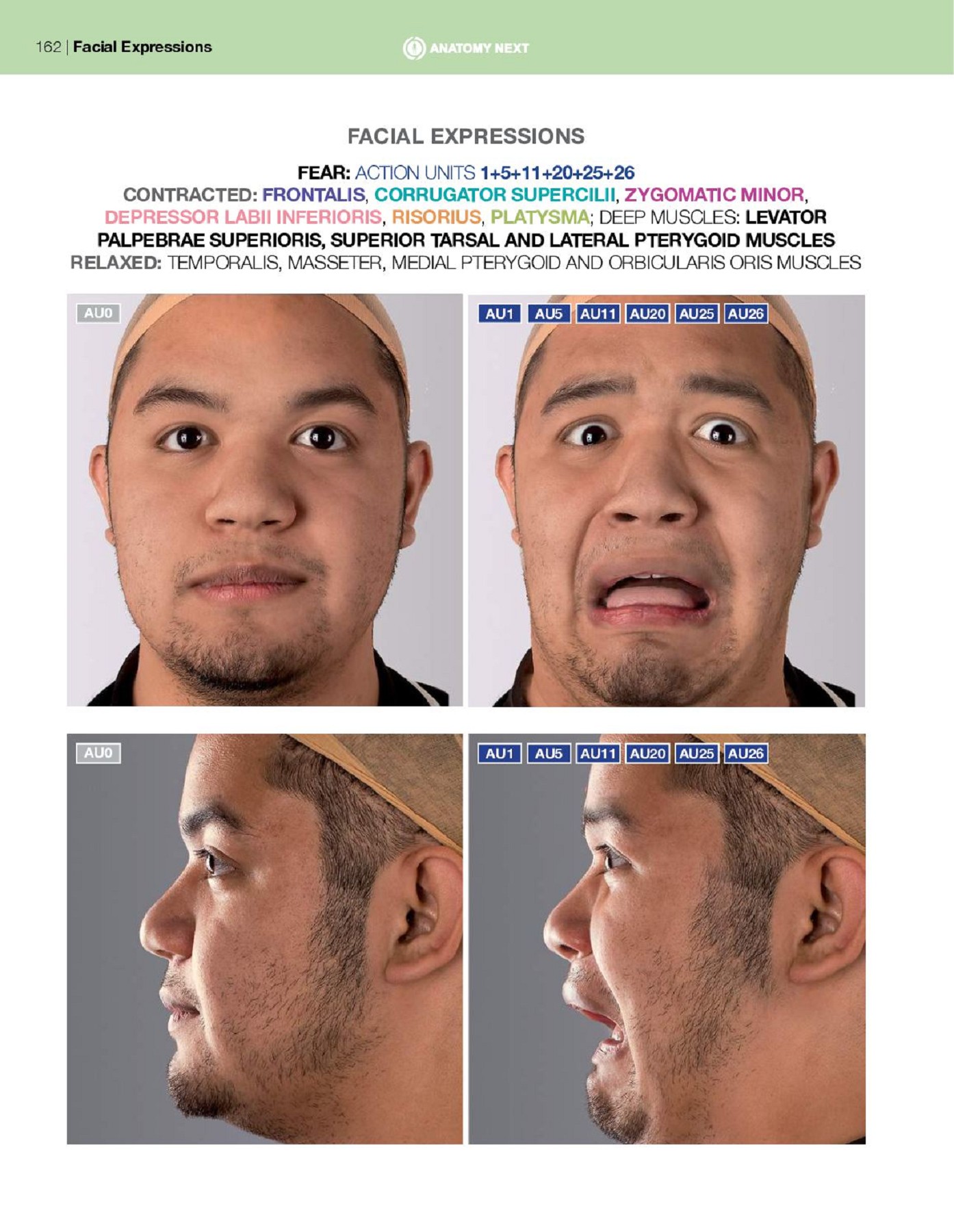 ANATOMY_OF_FACIAL_EXPRESSION.pdf - fettahh.er - Page 164 | Flip PDF ...
