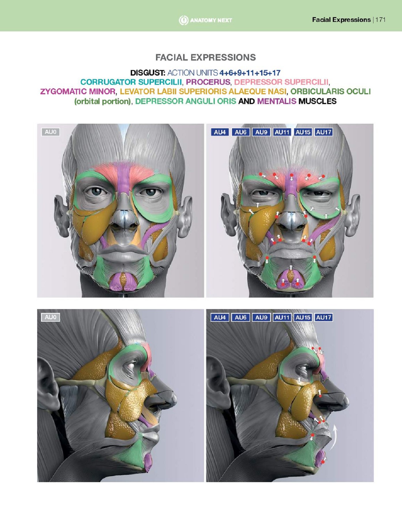 ANATOMY_OF_FACIAL_EXPRESSION.pdf - fettahh.er - Page 173 | Flip PDF ...