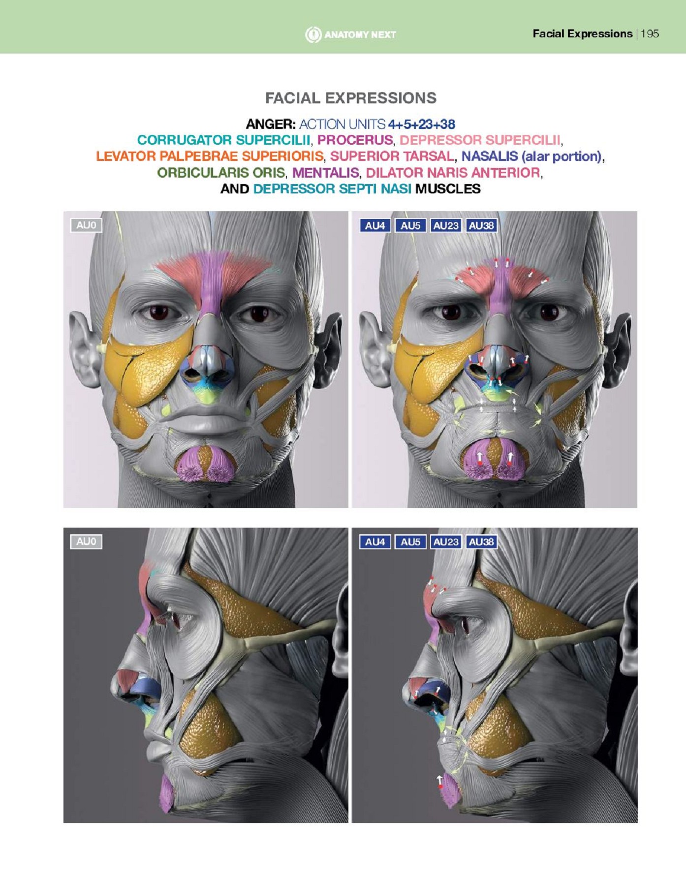 ANATOMY_OF_FACIAL_EXPRESSION.pdf - fettahh.er - Page 197 | Flip PDF ...