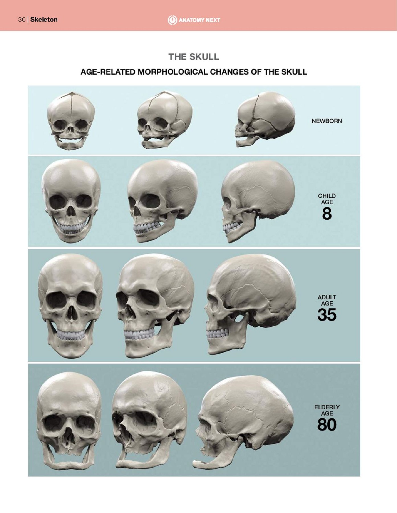 ANATOMY_OF_FACIAL_EXPRESSION.pdf - fettahh.er - Page 32 | Flip PDF ...