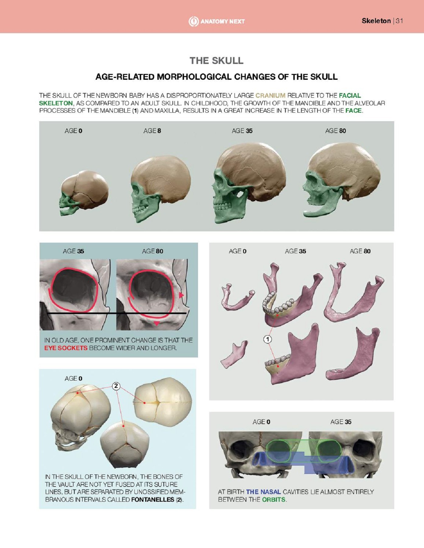 ANATOMY_OF_FACIAL_EXPRESSION.pdf - fettahh.er - Page 33 | Flip PDF ...