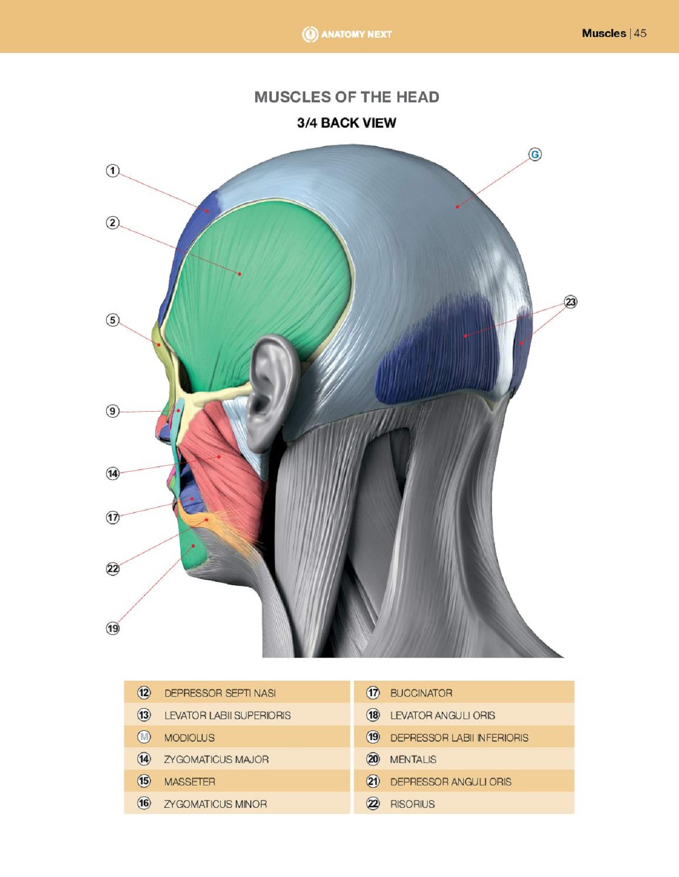 ANATOMY_OF_FACIAL_EXPRESSION.pdf - fettahh.er - Page 47 | Flip PDF ...