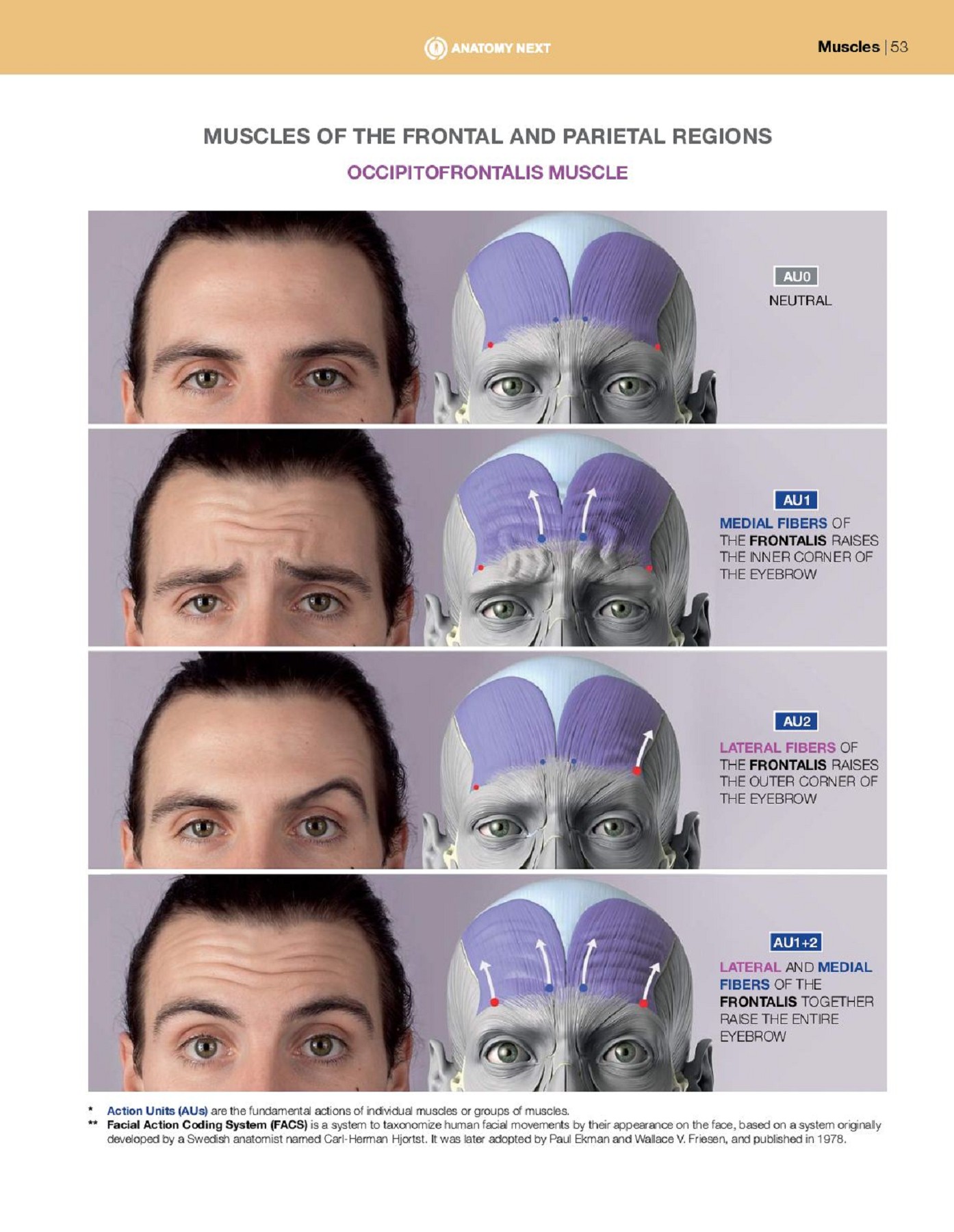 ANATOMY_OF_FACIAL_EXPRESSION.pdf - fettahh.er - Page 55 | Flip PDF ...