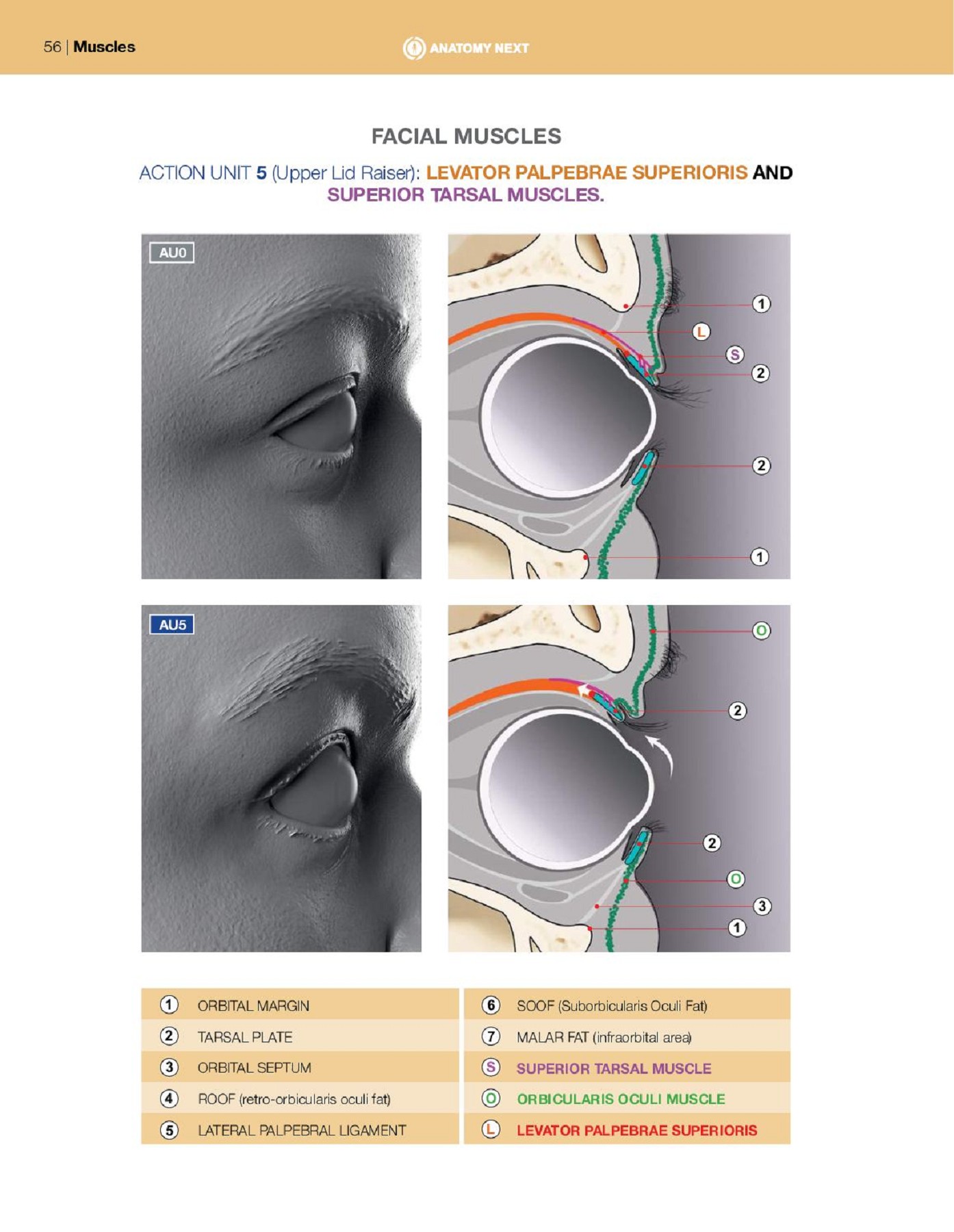 ANATOMY_OF_FACIAL_EXPRESSION.pdf - fettahh.er - Page 58 | Flip PDF ...