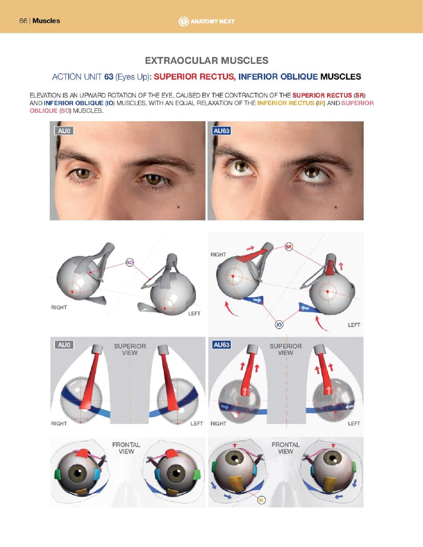 ANATOMY_OF_FACIAL_EXPRESSION.pdf - fettahh.er - Page 68 | Flip PDF ...